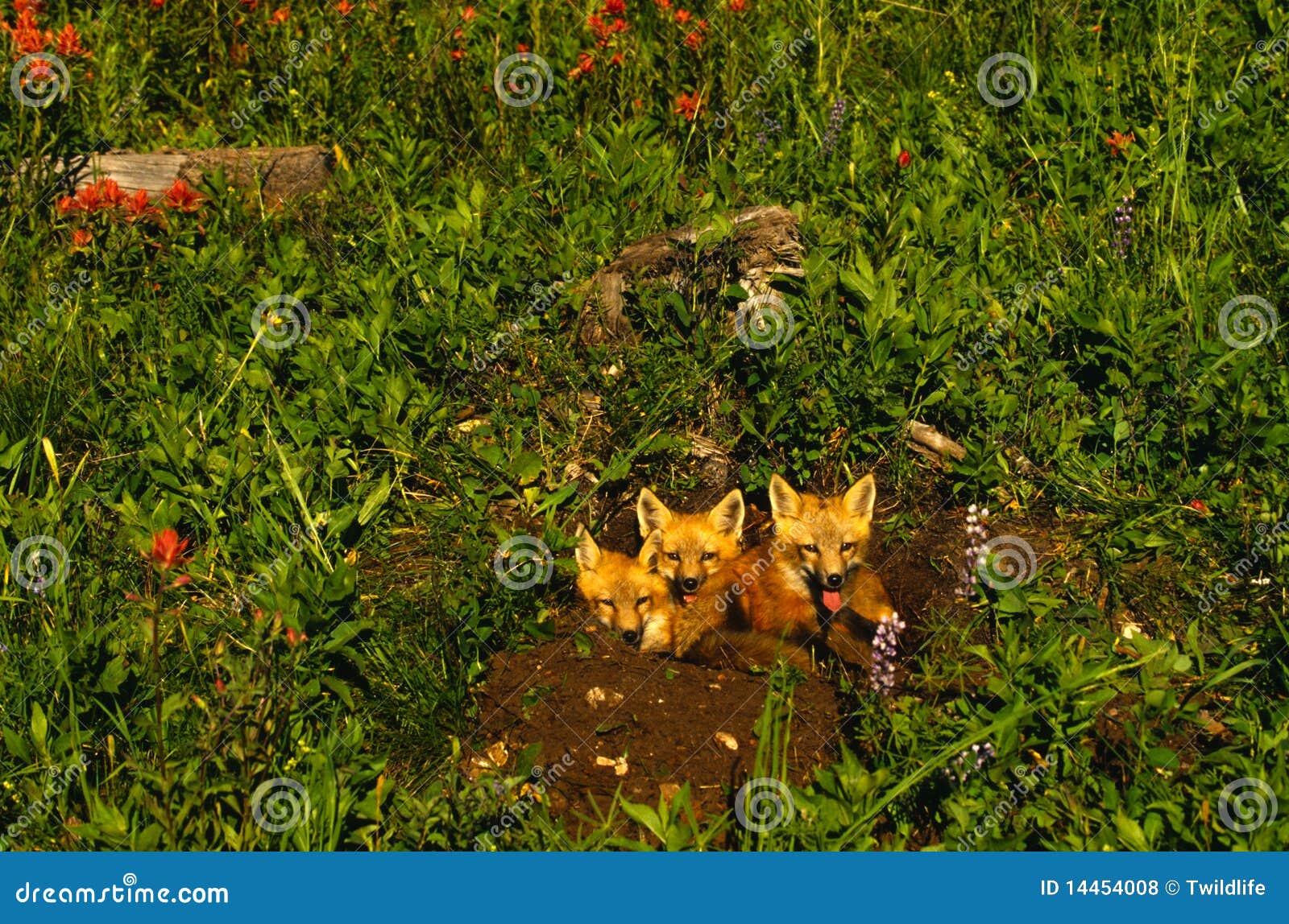 Red Fox Pups in Wildflowers Stock Photo - Image of wildflowers ...