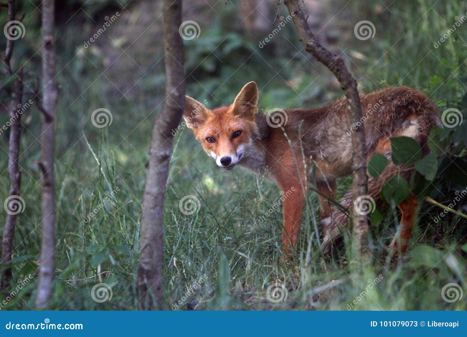 Red fox stock image. Image of animal, wildlife, predator - 101079073
