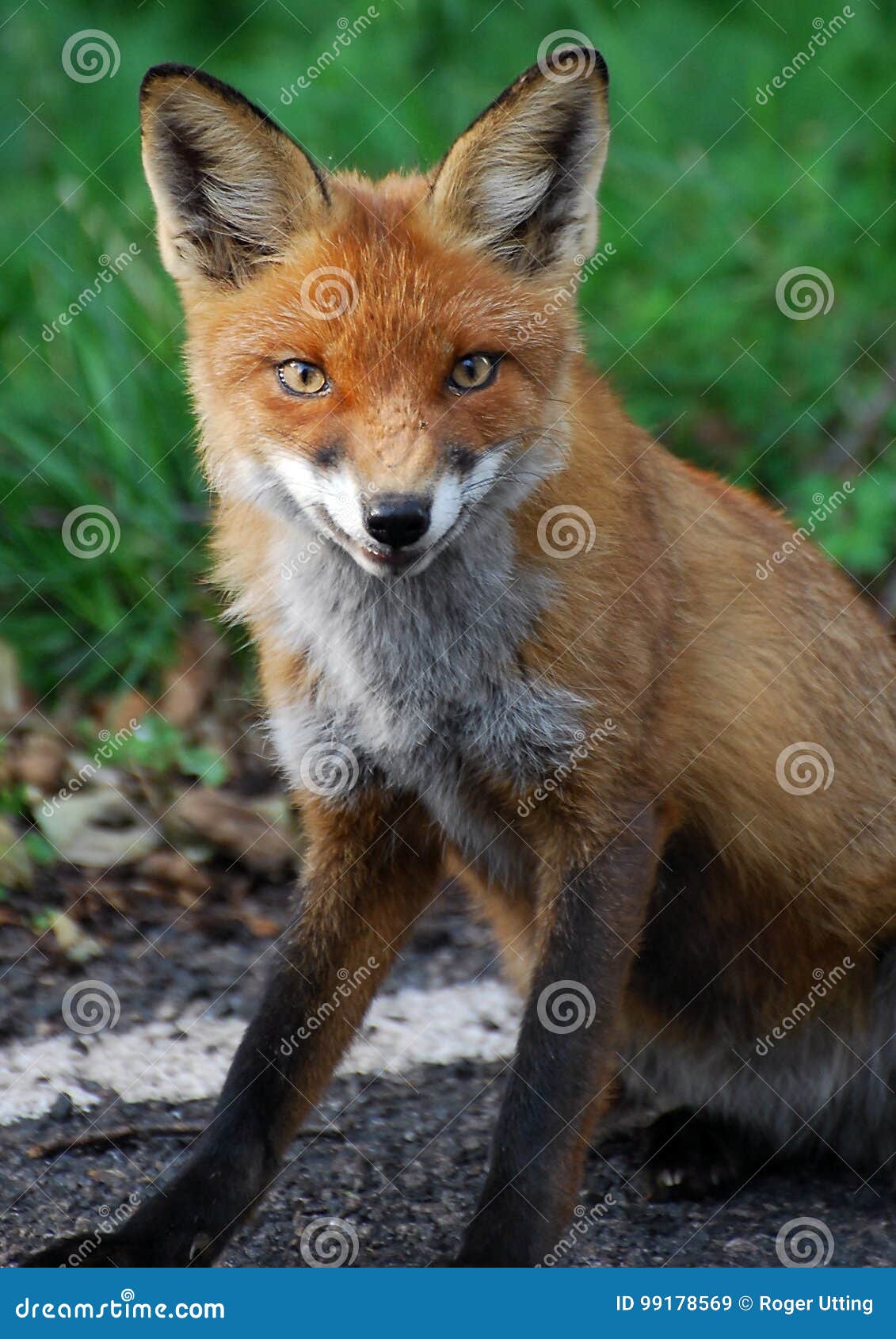 Red Fox 4 stock image. Image of photographed, wildlife - 99178569