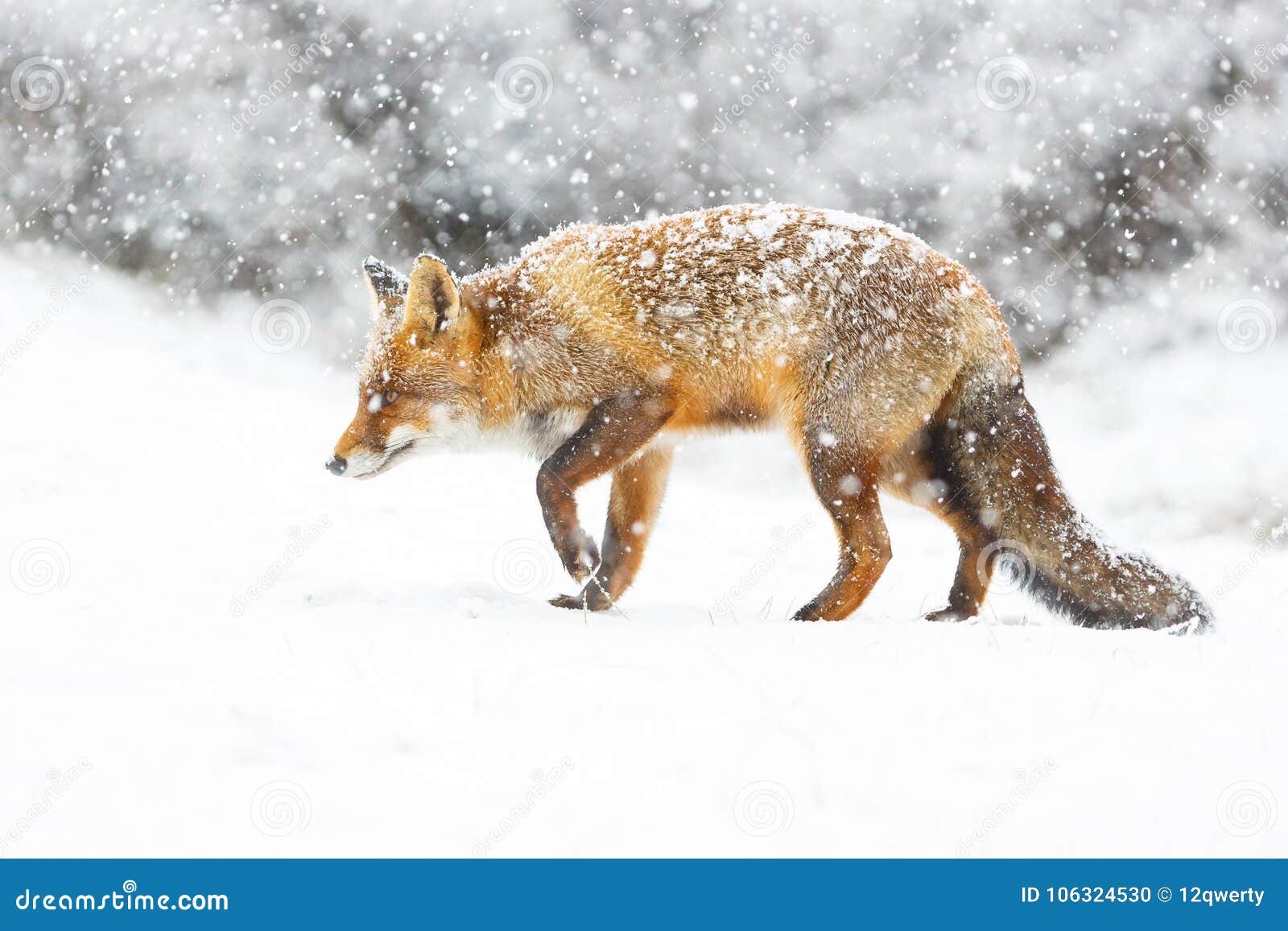 Red fox stock photo. Image of coyote, snout, mammal - 106324530