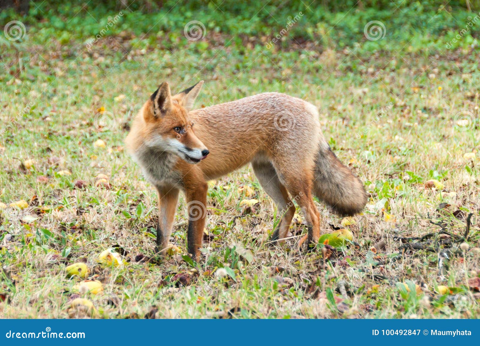 Red Fox stock image. Image of predator, vulpes, furbearer - 100492847