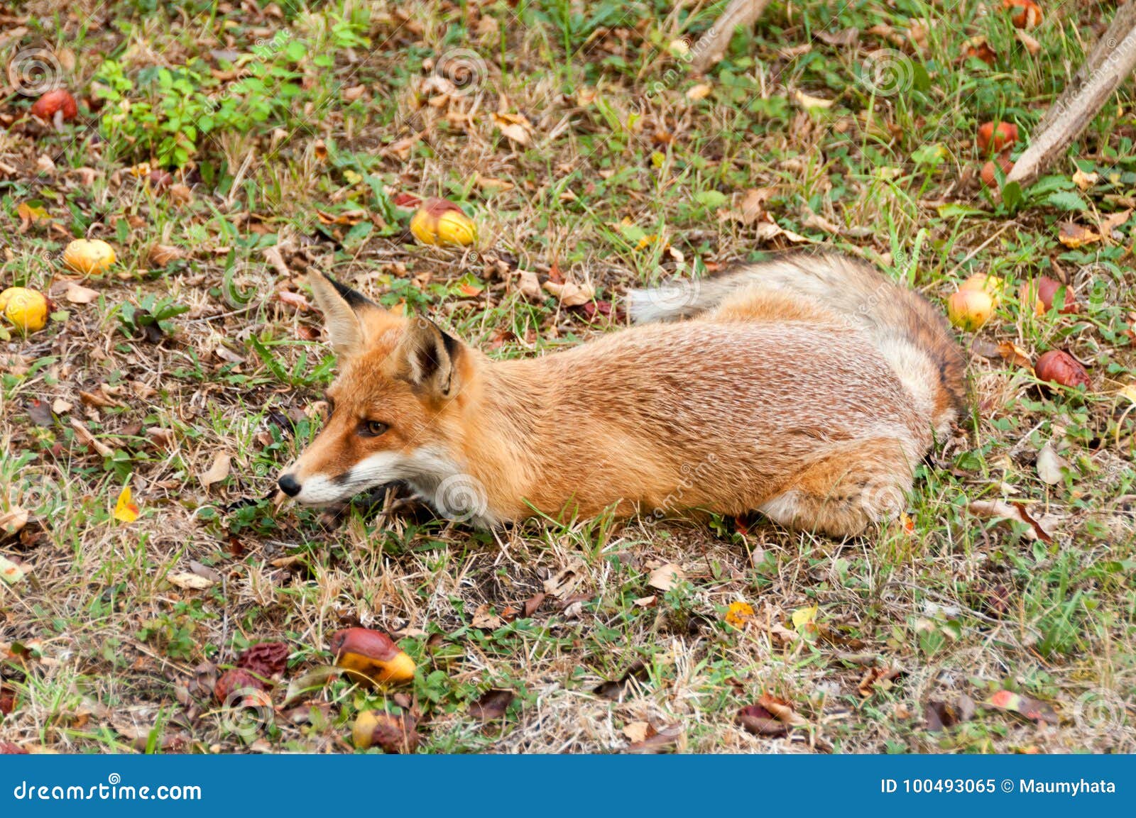 Red Fox stock image. Image of outdoors, watching, mammal - 100493065