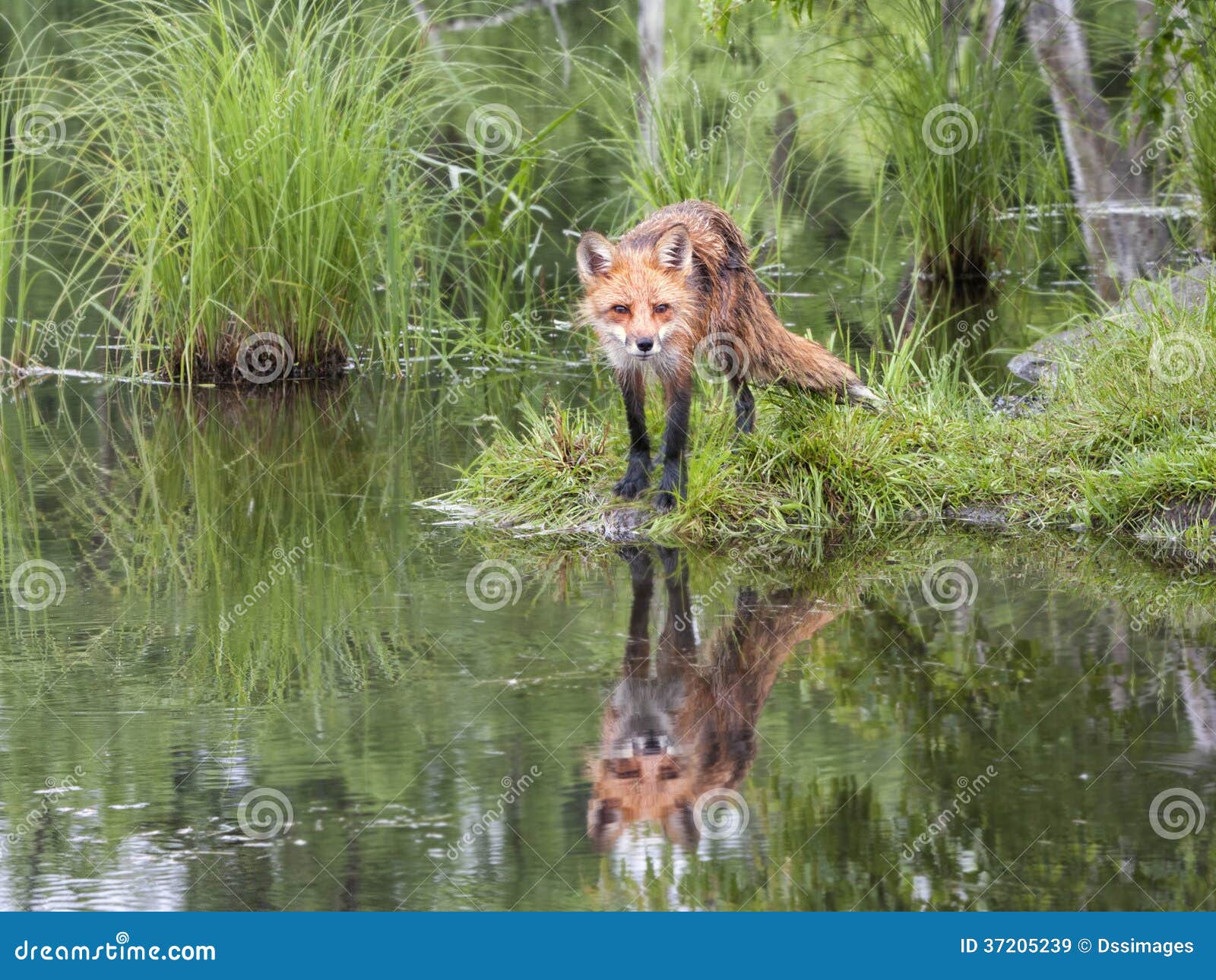 Red Fox Reflection stock image. Image of posing, water - 37205239