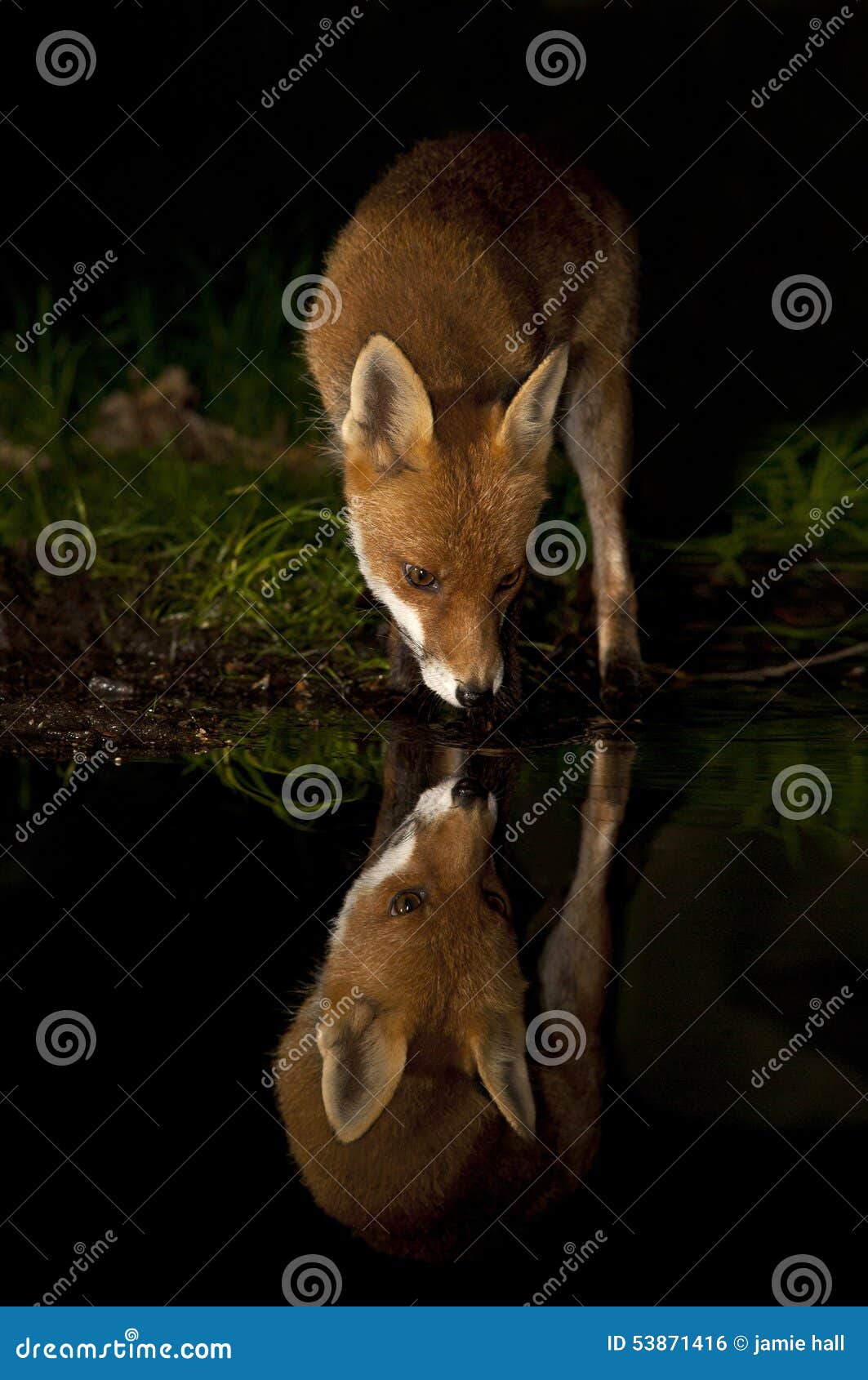 Red Fox Reflection - Vulpes Vulpes Stock Photo - Image of drinking ...
