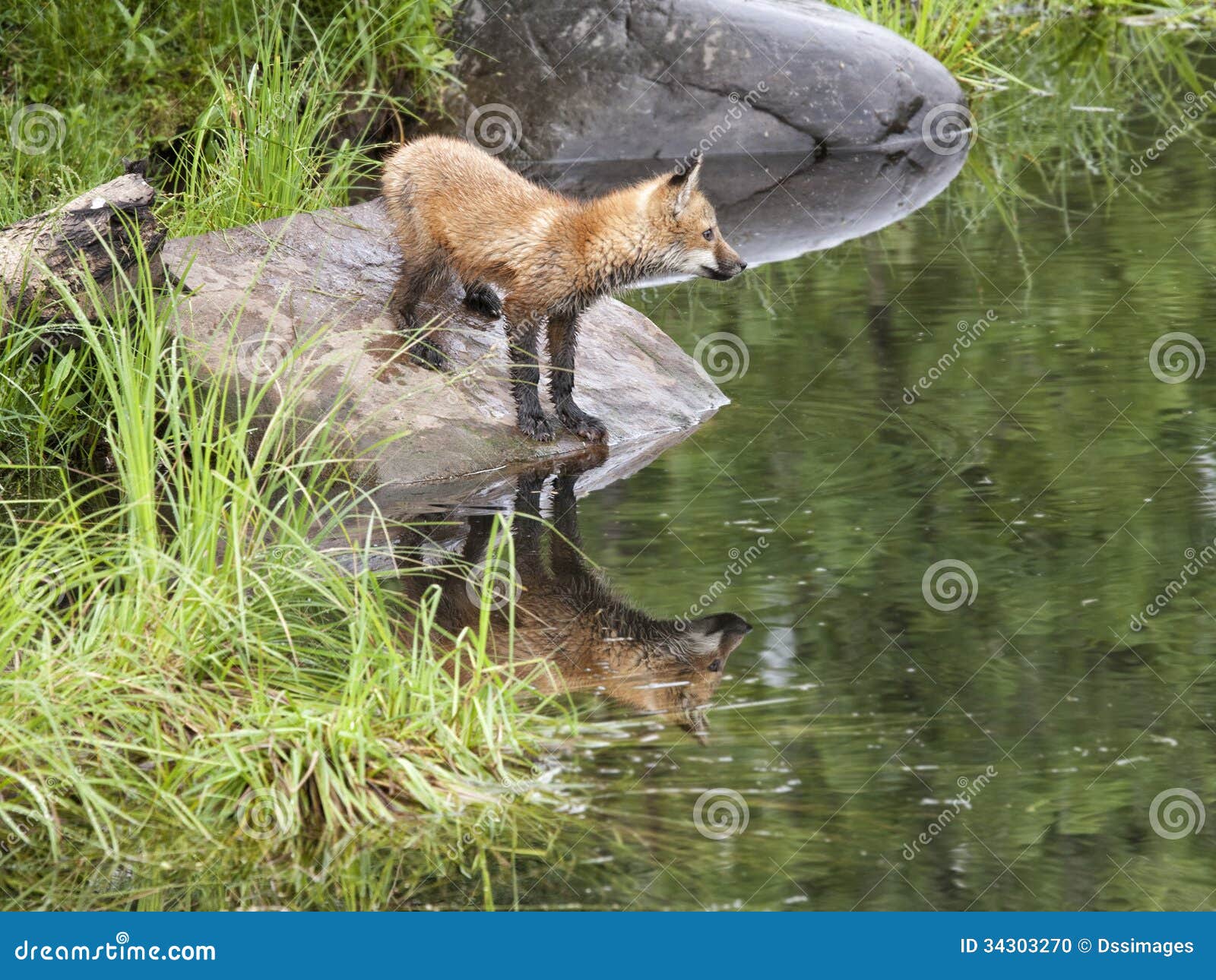 Red Fox Reflection stock photo. Image of canid, reflections - 34303270