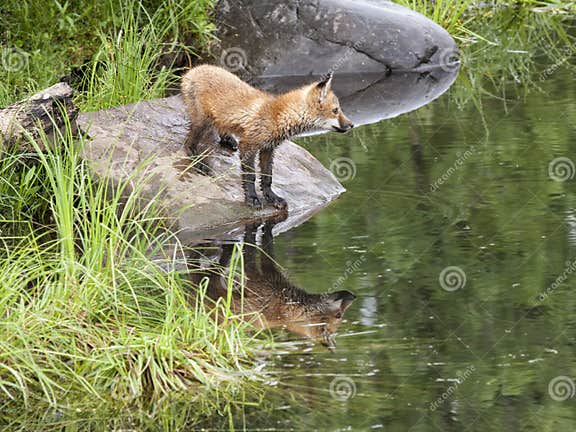 Red Fox Reflection stock photo. Image of canid, reflections - 34303270