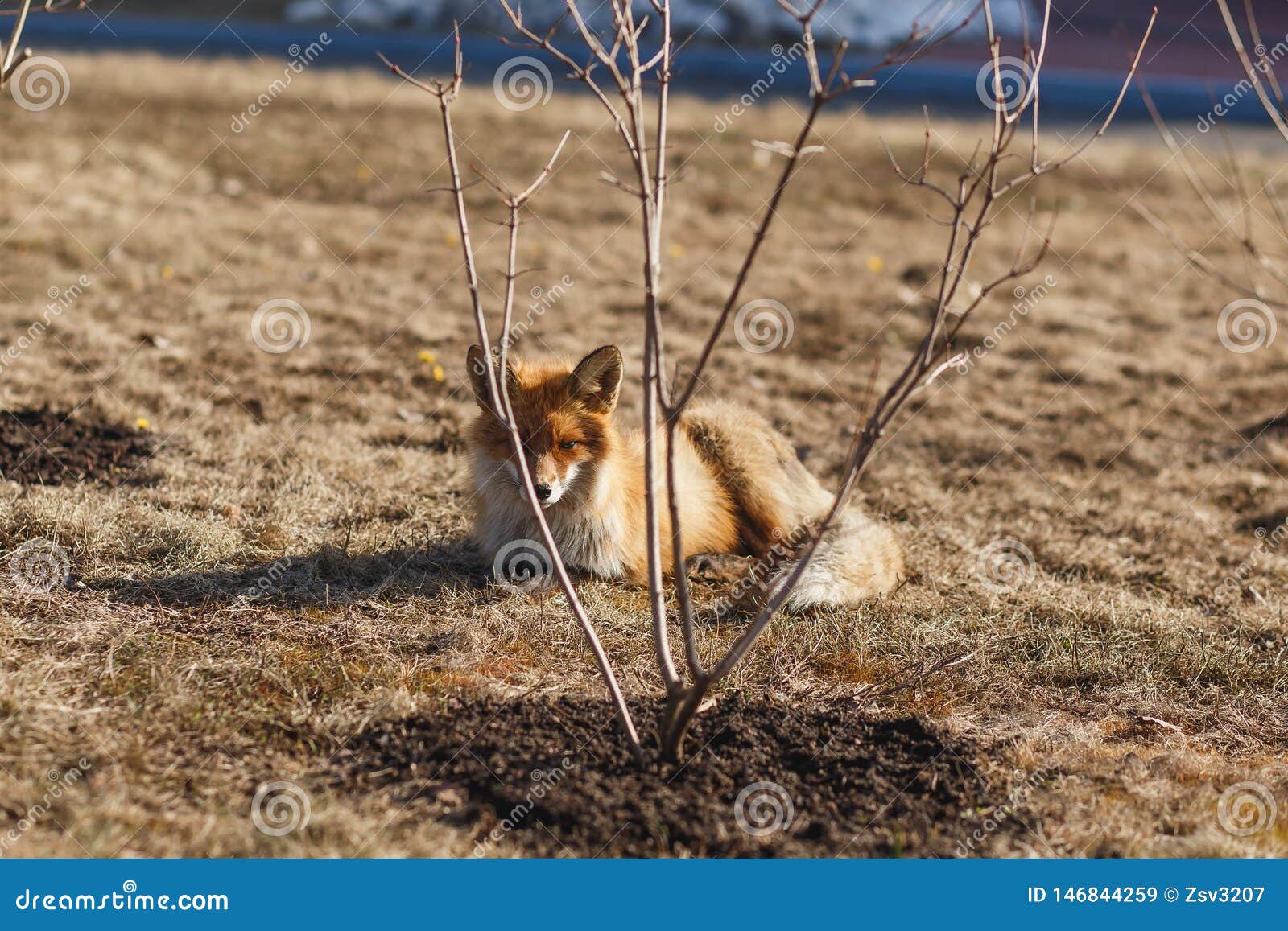 Red Fox Relaxing on the Grass in the City Stock Image - Image of furry ...