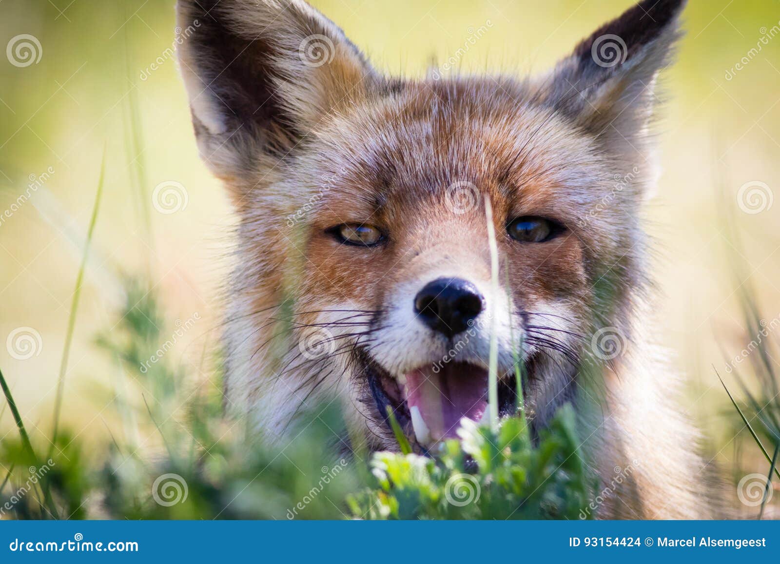 Red fox relaxing in grass stock photo. Image of brown - 93154424