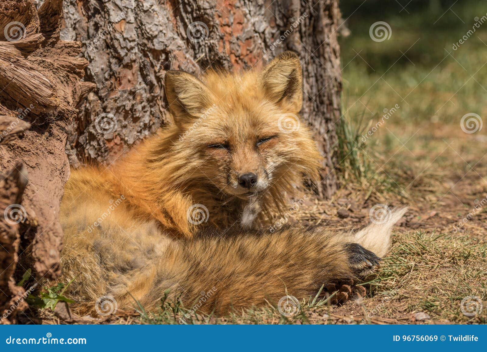 Red Fox Resting stock image. Image of nature, mammal - 96756069