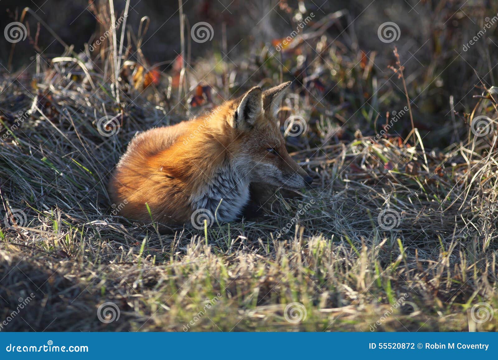 Red Fox Resting on Edge of Field Stock Photo - Image of laying, edge ...