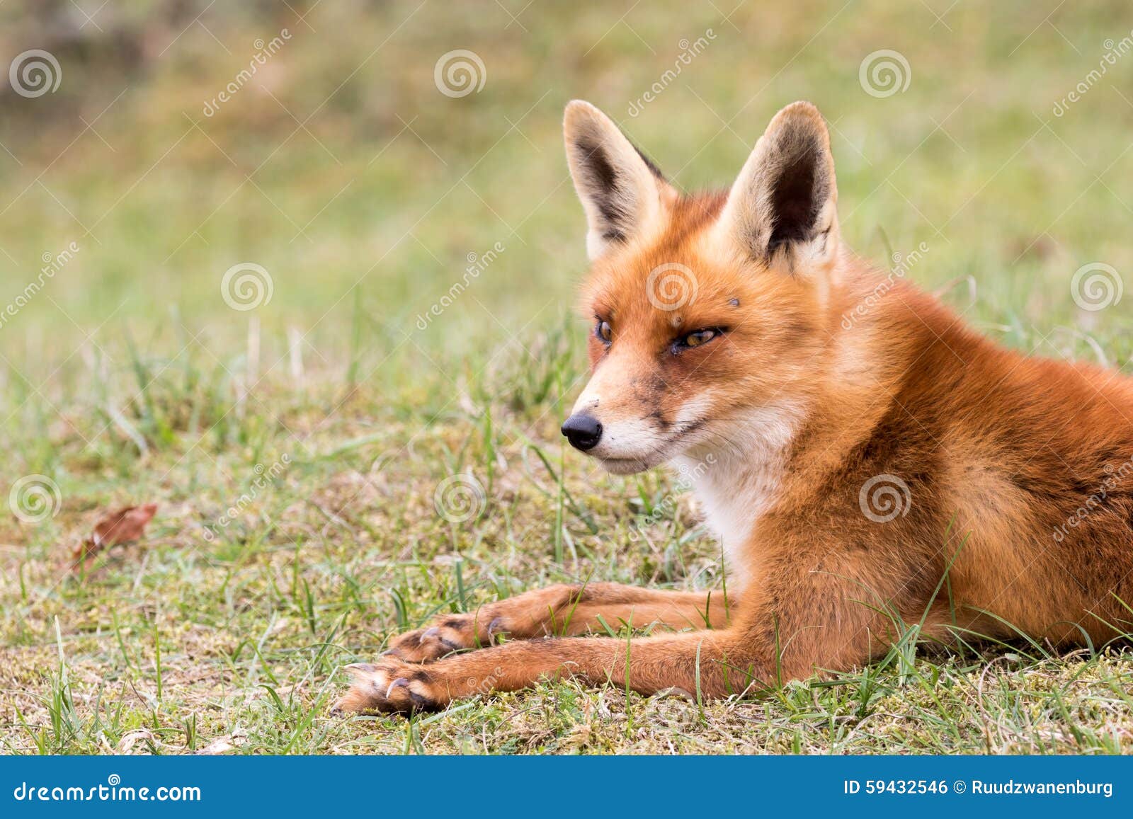 Red Fox resting on grass. stock photo. Image of looking - 59432546