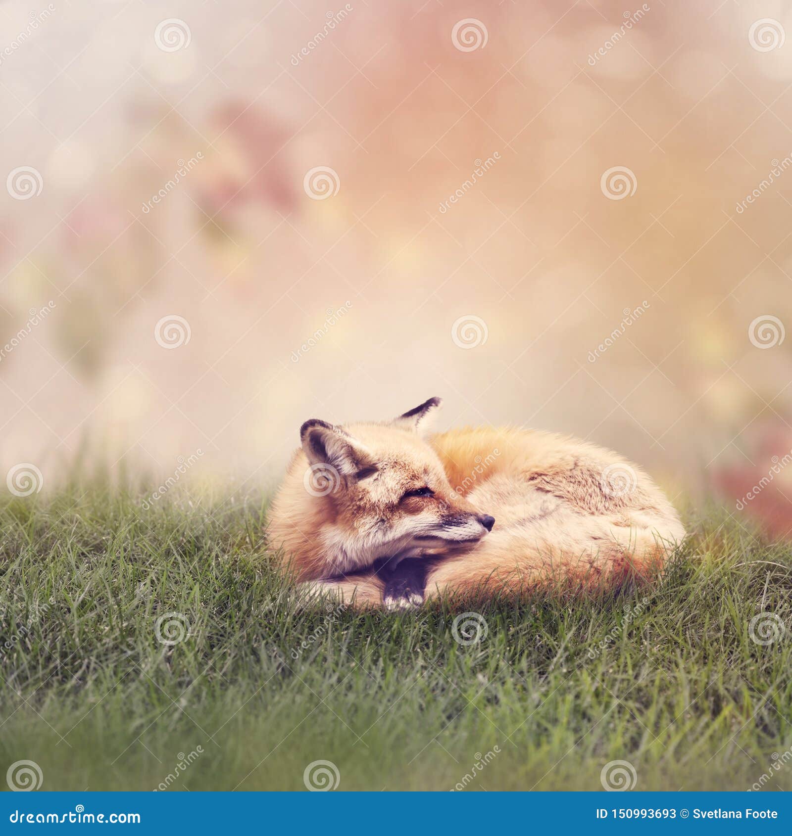 Red Fox Resting in the Grass Stock Image - Image of furry, wallpaper ...