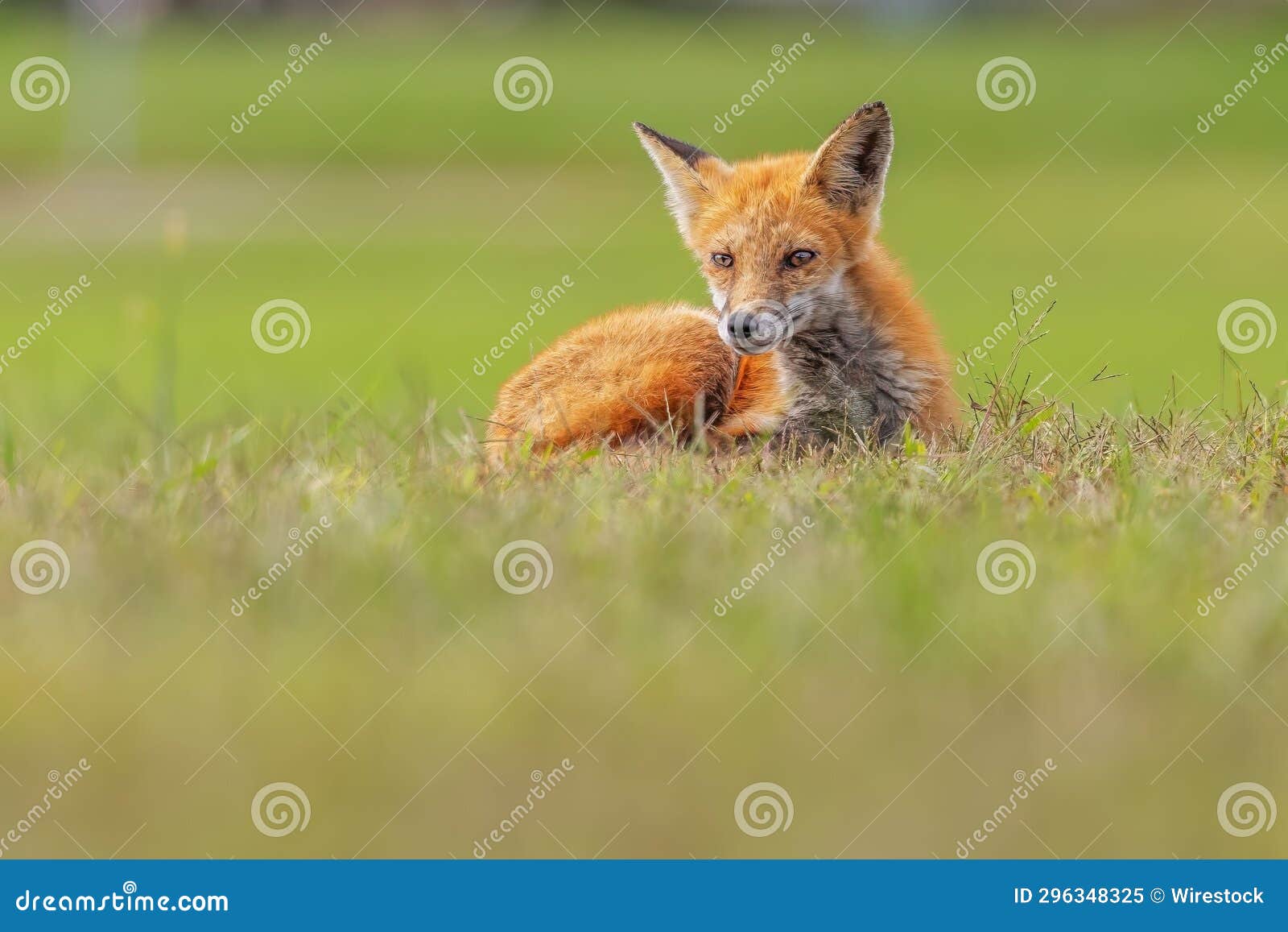 Red Fox Resting in the Green Grass Outdoors Stock Image - Image of ...