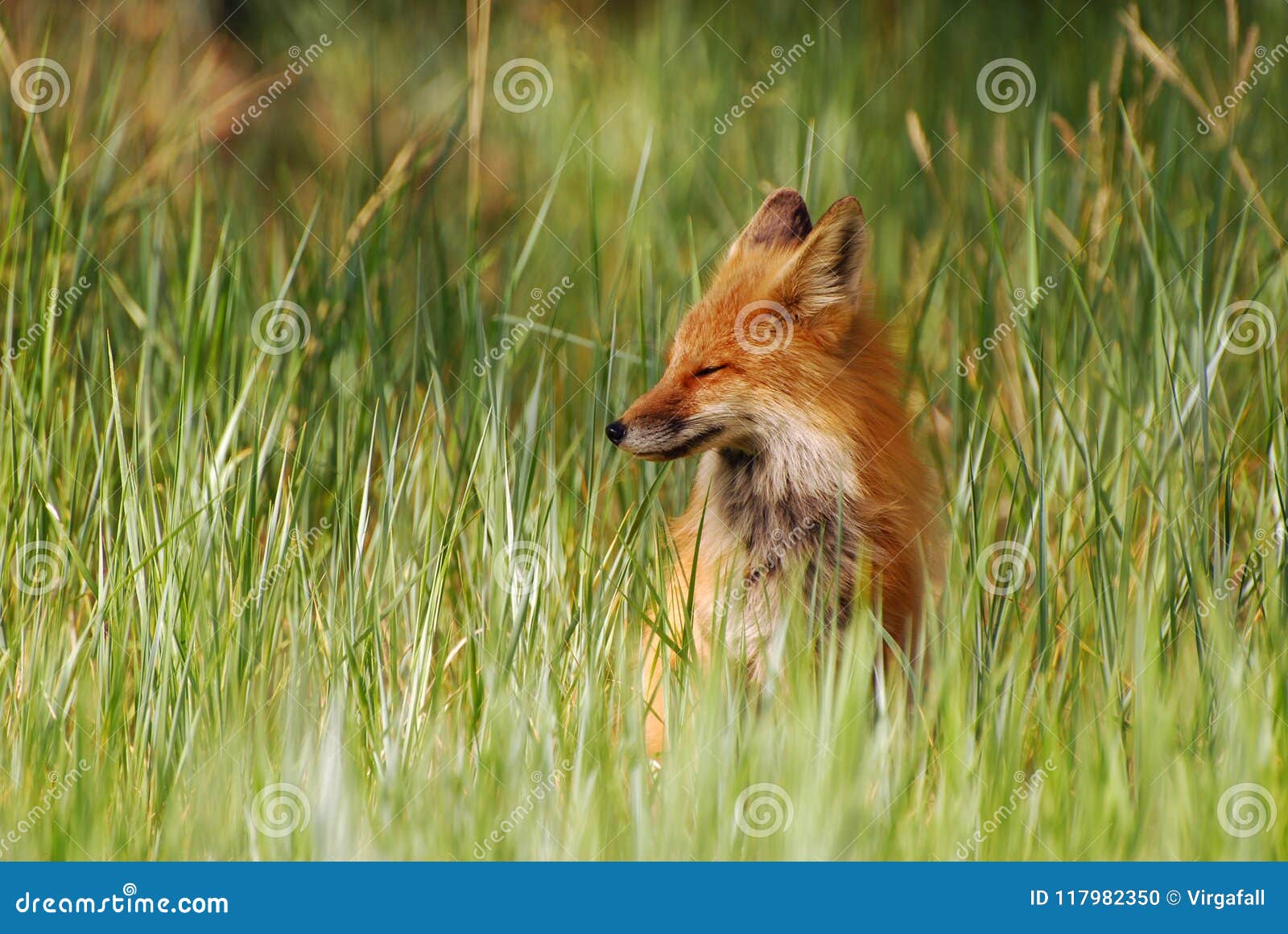 Red Fox Resting in High Grass Stock Photo - Image of mammal, colorado ...