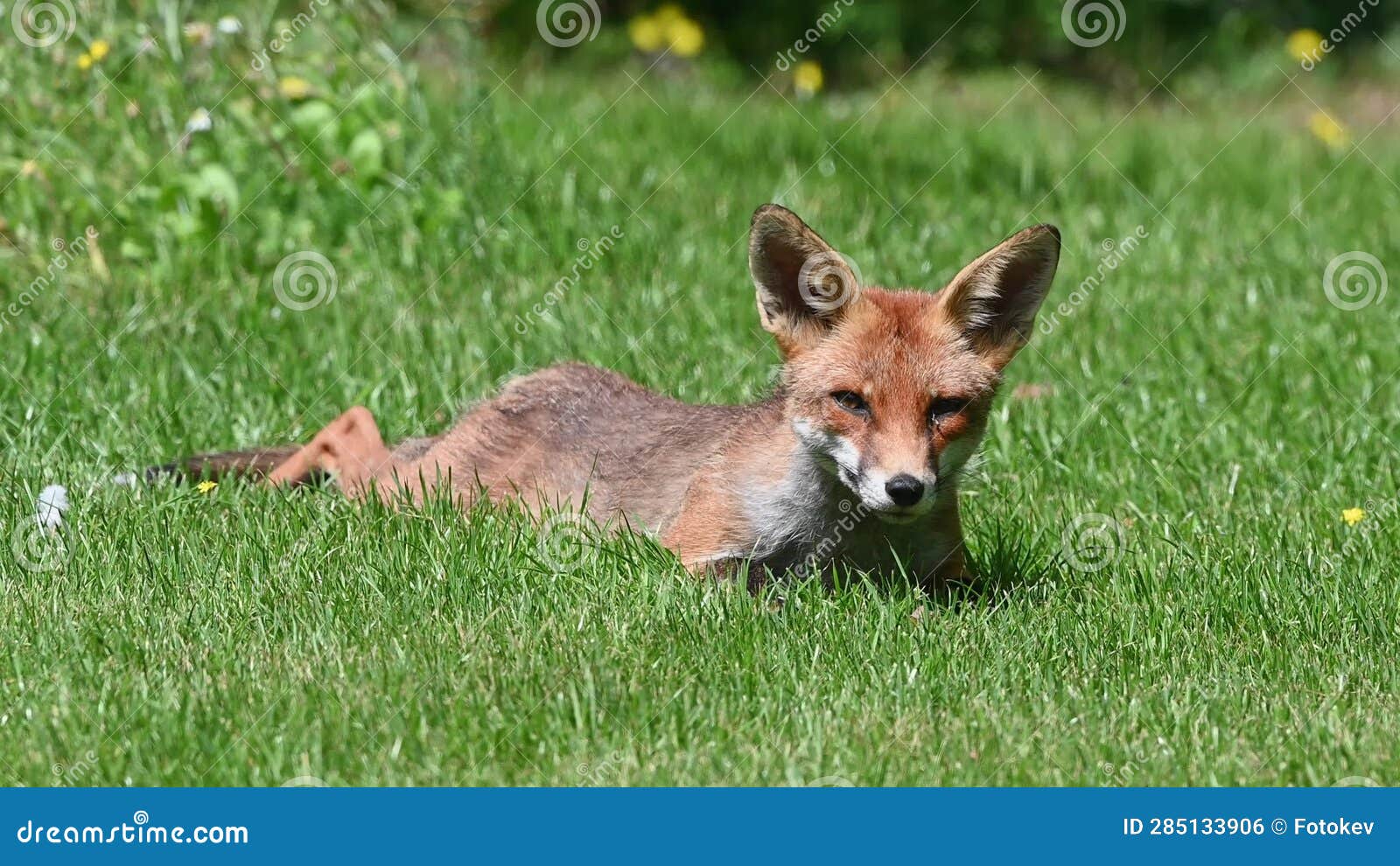 Garden Fox Sunning Himself on the Grass Stock Footage - Video of mammal ...