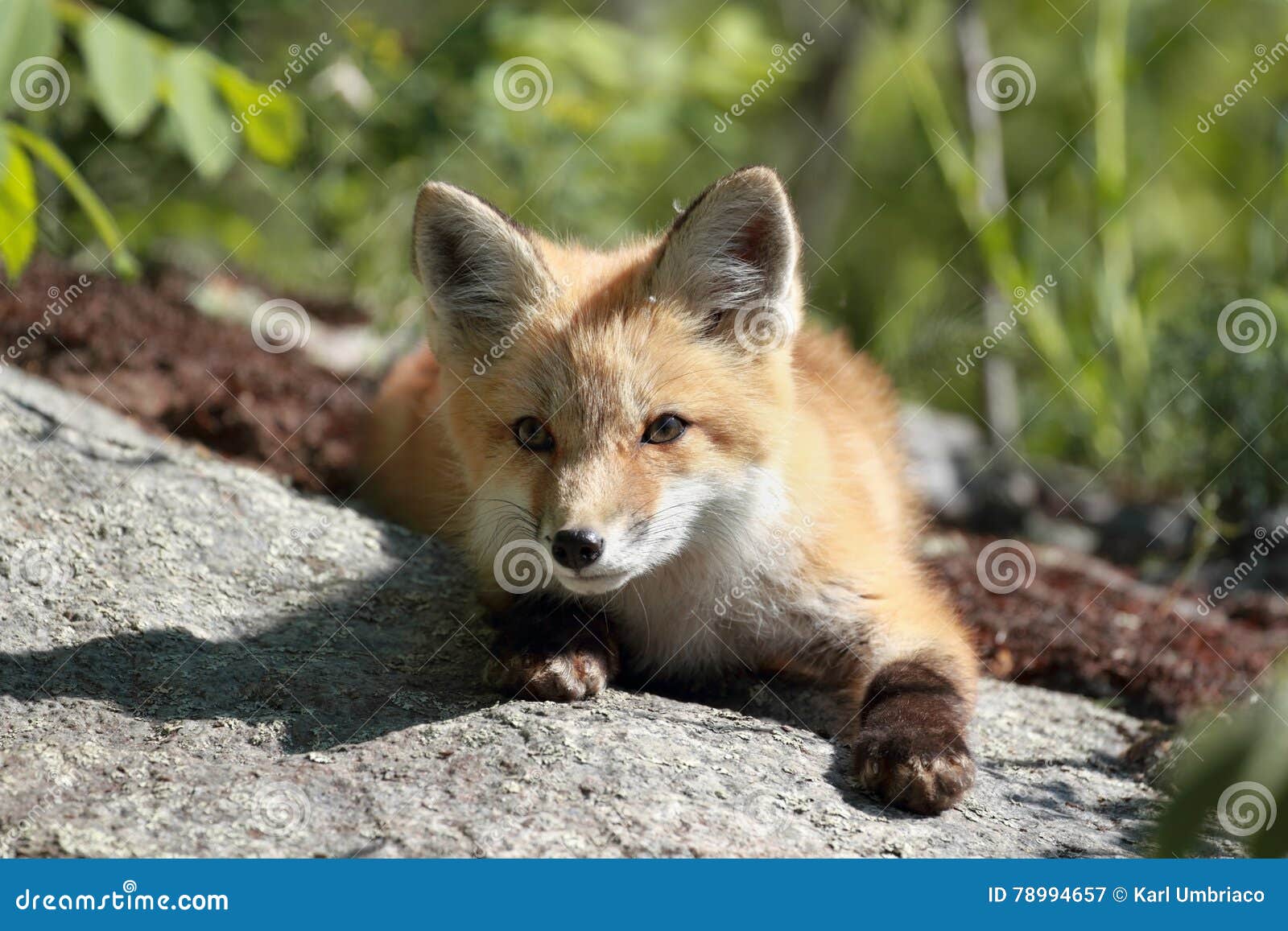 Red fox resting stock image. Image of nature, animal - 78994657