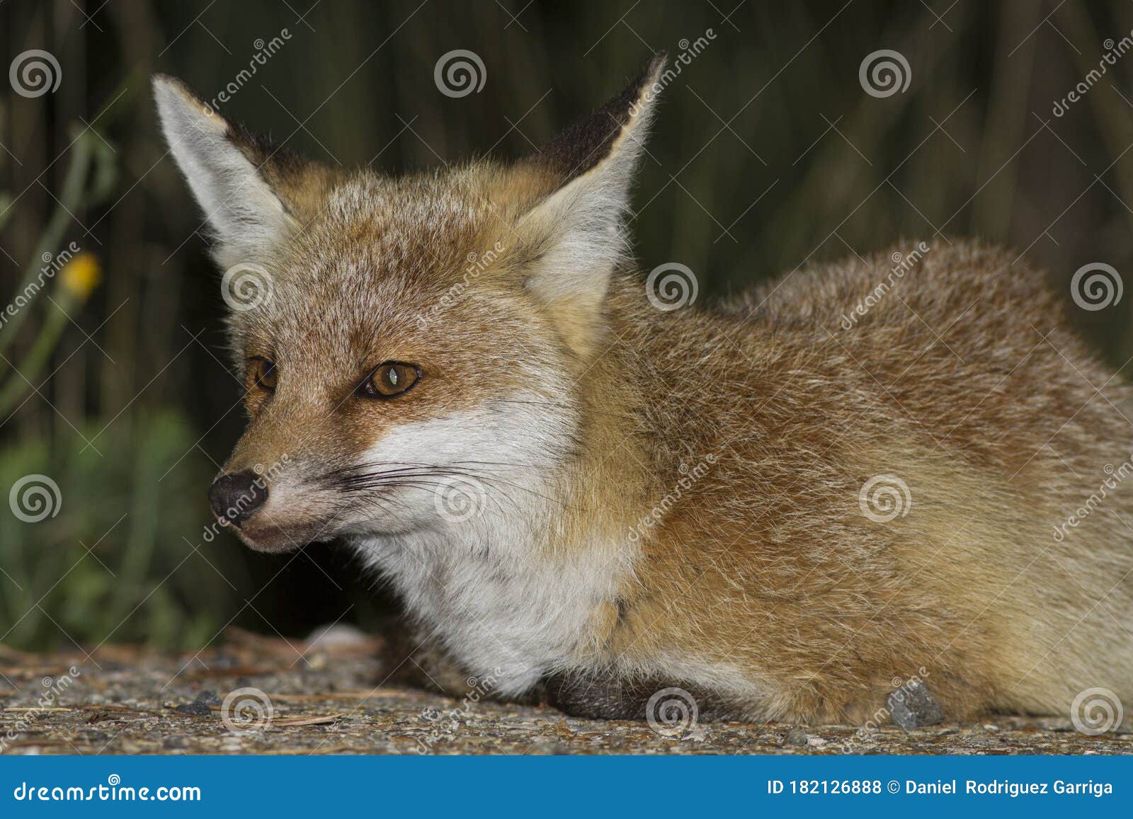 Red Fox Resting in the Night Stock Photo - Image of catalonia ...