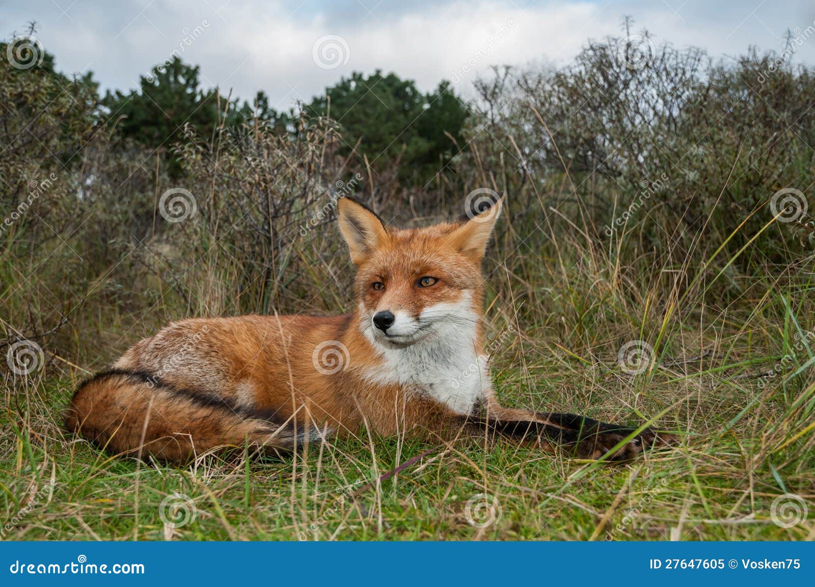 Red Fox Resting in Tall Grass Stock Image - Image of watching, grass ...