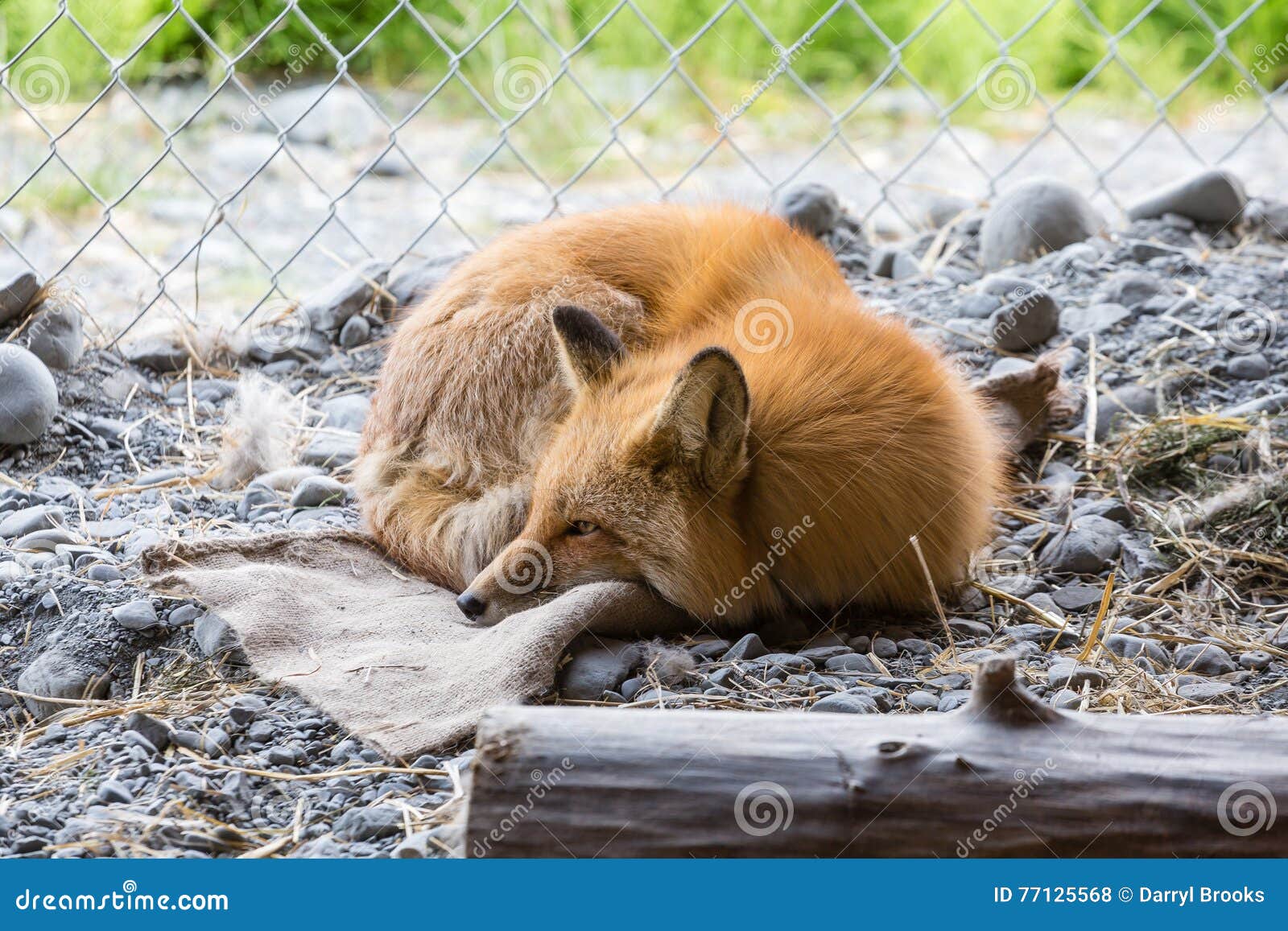 Red Fox Resting stock photo. Image of head, sleeping - 77125568