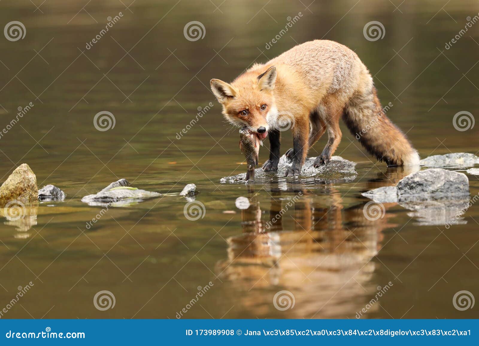 Red Fox in River Eating Little Fish - Vulpes Vulpes Stock Photo - Image ...