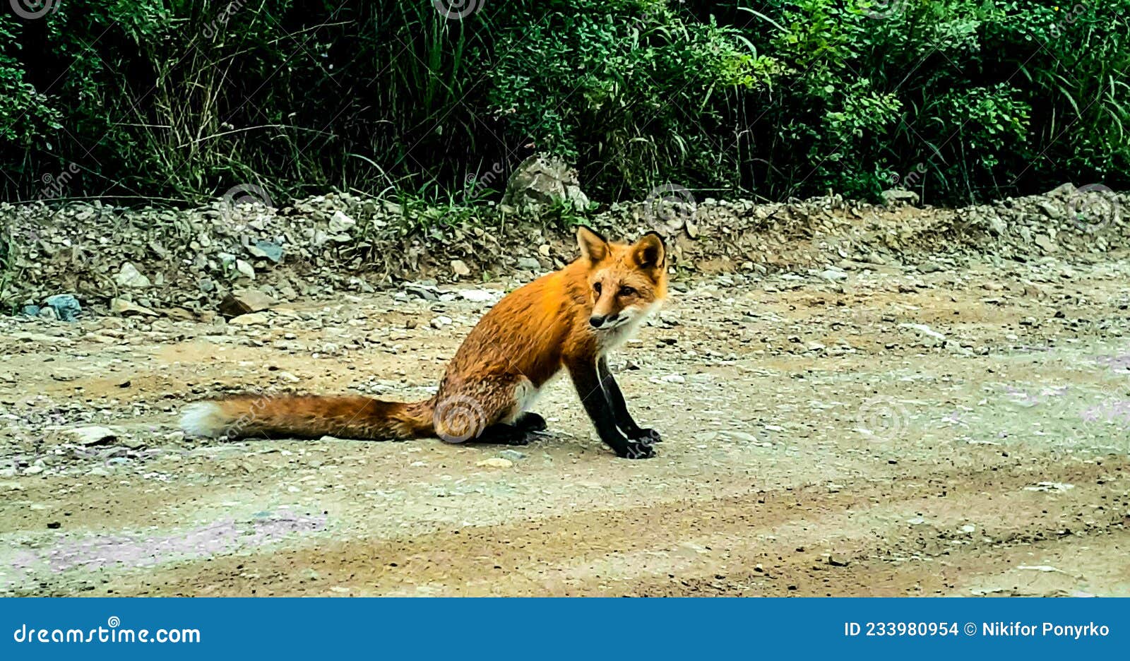 Red fox on the road stock photo. Image of plant, road - 233980954