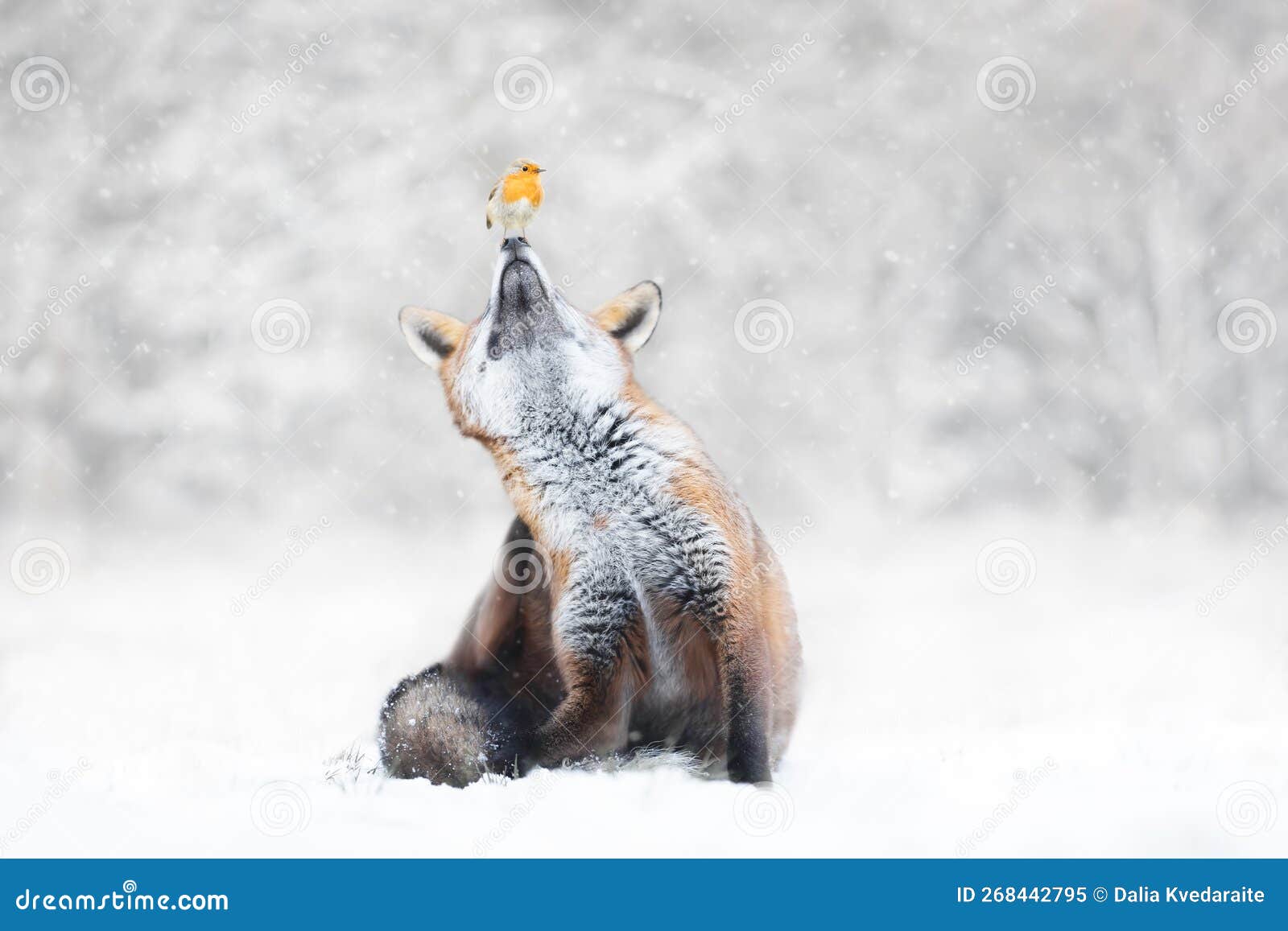 Red Fox with a Robin in the Falling Snow in Winter Stock Image - Image ...