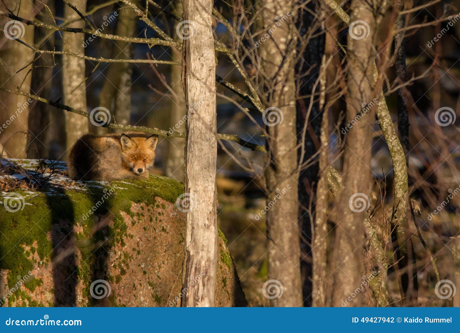 Red Fox on a rock stock photo. Image of staring, predator - 49427942