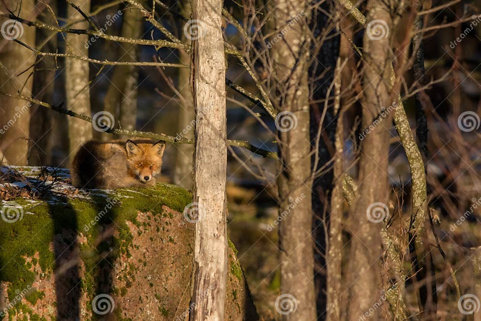 Red Fox on a rock stock photo. Image of staring, predator - 49427942