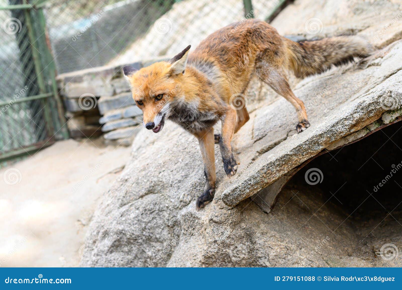 A Red Fox on Rocks in Captivity Stock Photo - Image of crafty, tail ...