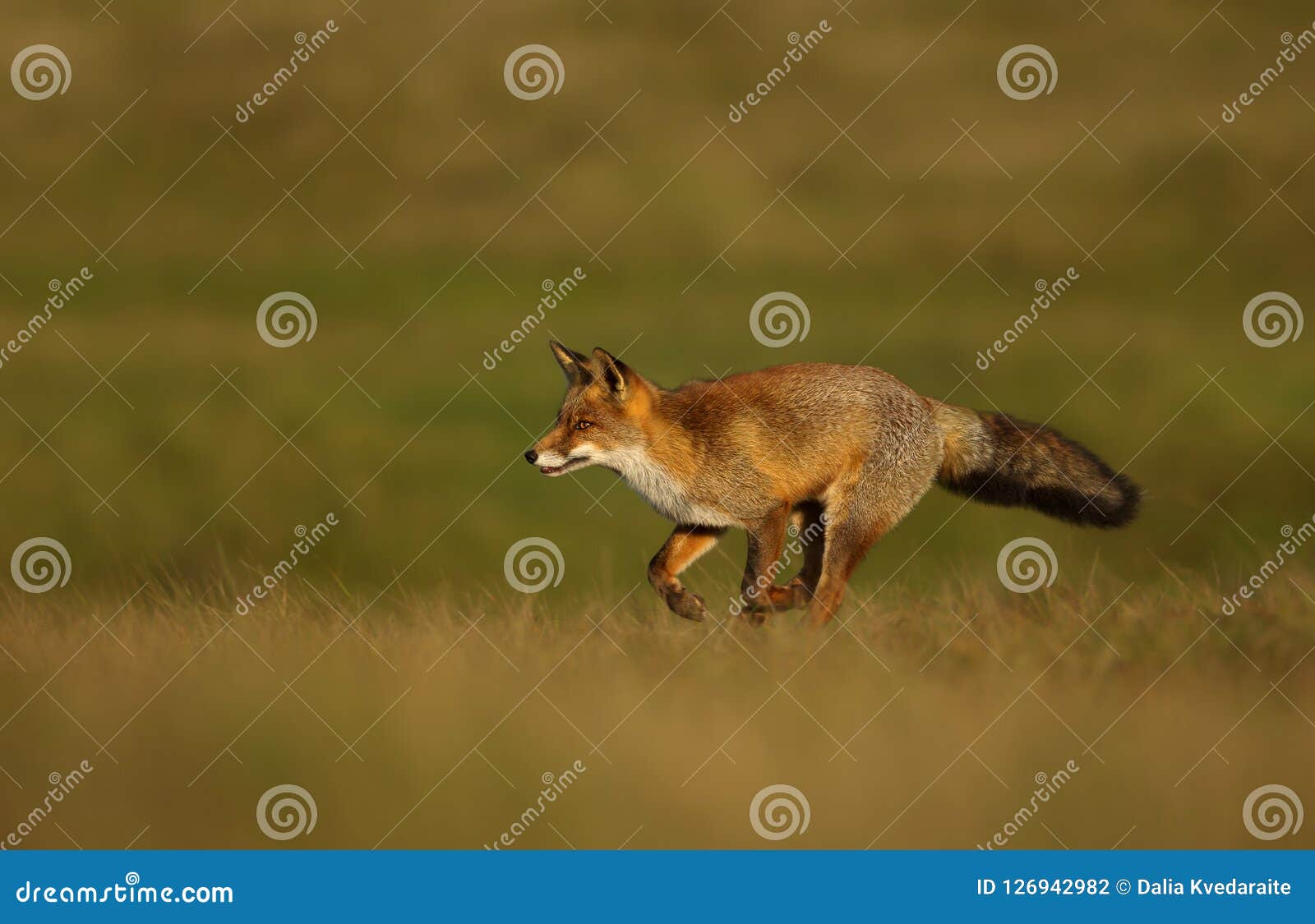Red Fox Running Across the Field Stock Photo - Image of behavior ...