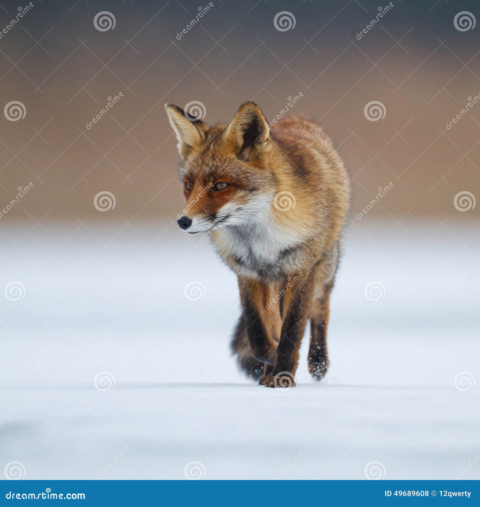 Red fox stock photo. Image of running, cold, mammal, winter - 49689608