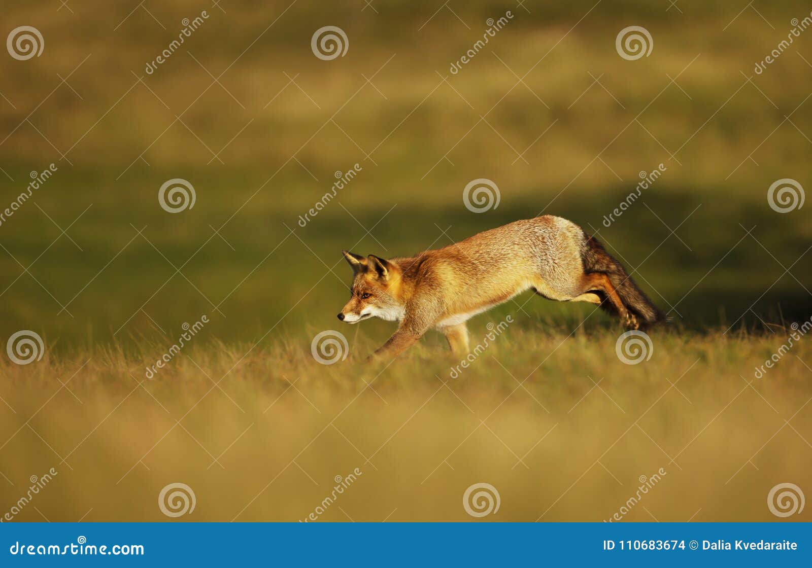 Red Fox Running Along the Field in the Evening Stock Photo - Image of ...