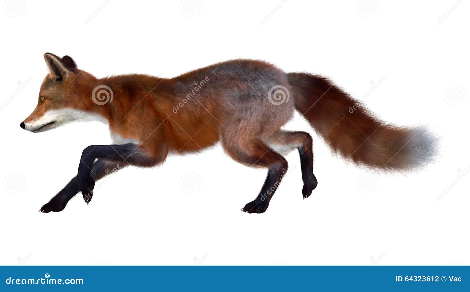 Red Fox Running stock illustration. Illustration of tail - 64323612