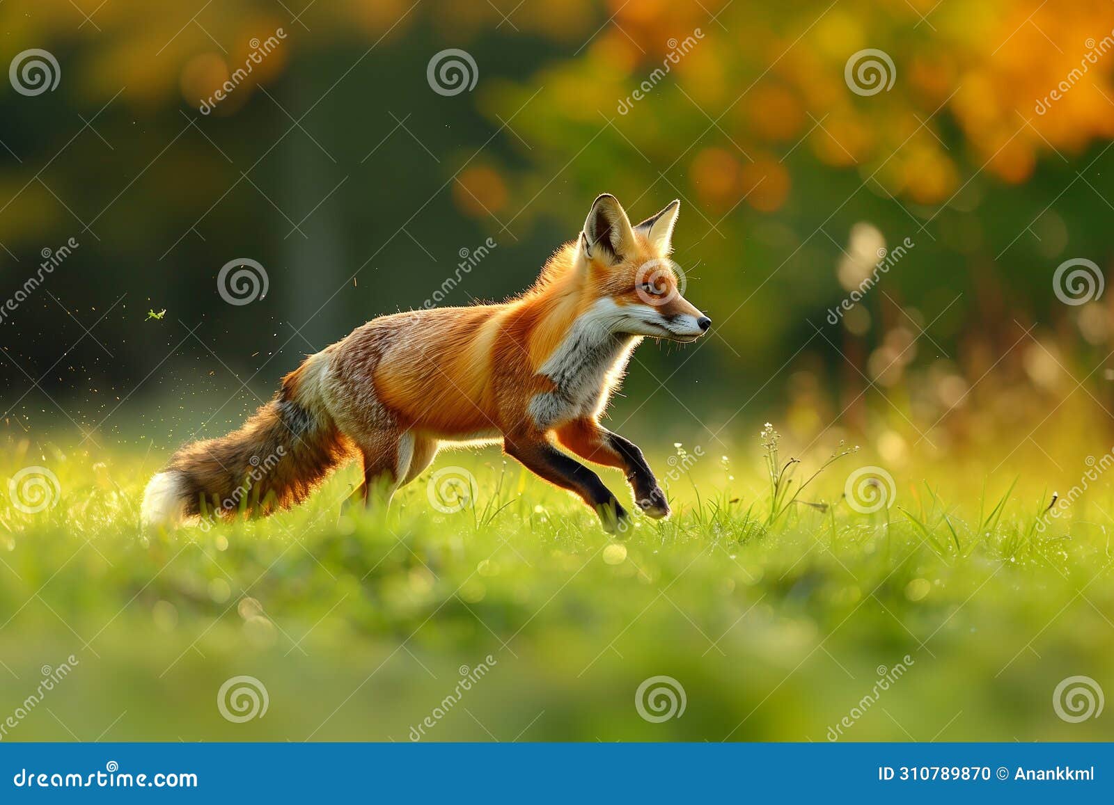 Red Fox Running in Meadow.Generative AI Stock Illustration - Illustration of hunter, animal ...