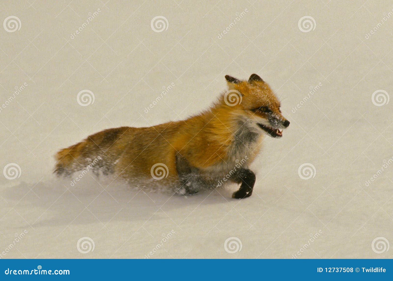 Red Fox Running in Snow stock photo. Image of animal - 12737508