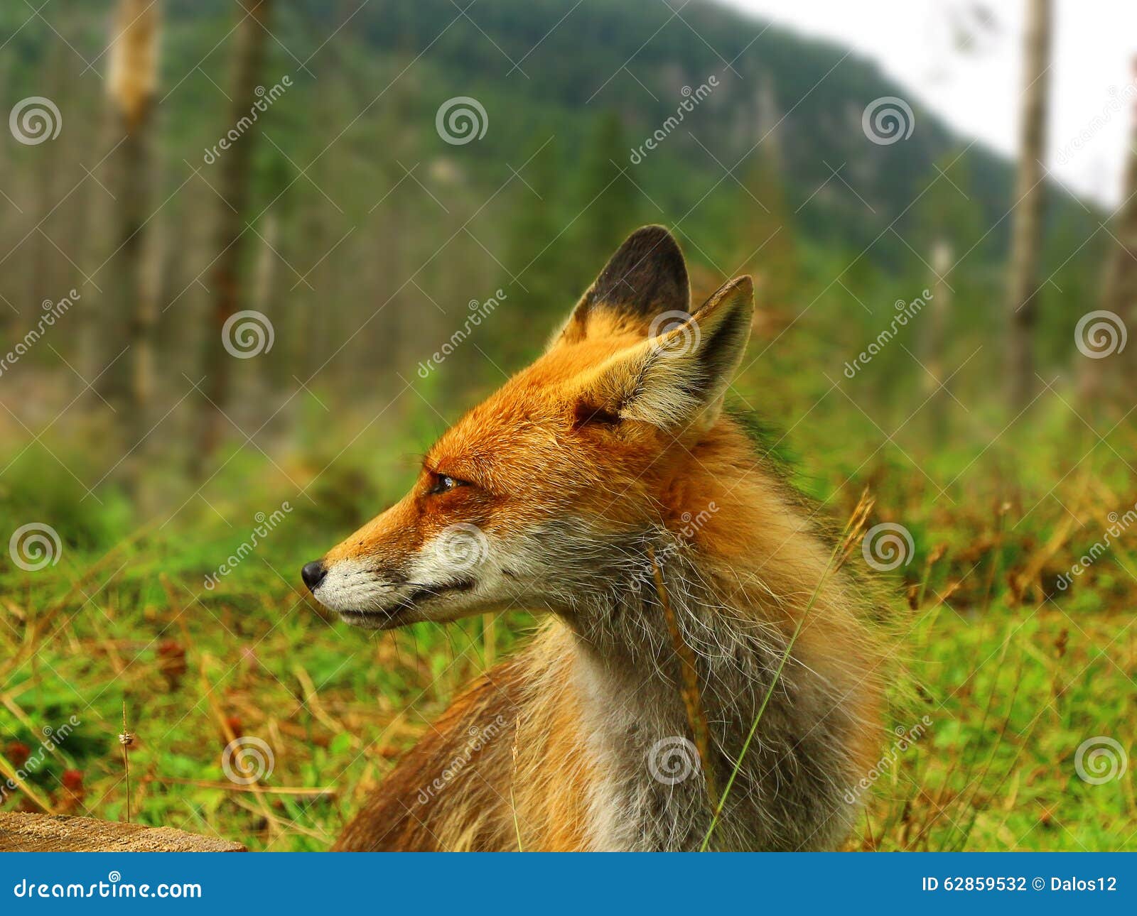 Red Fox in it S Natural Habitat. Stock Photo - Image of furry, portrait ...
