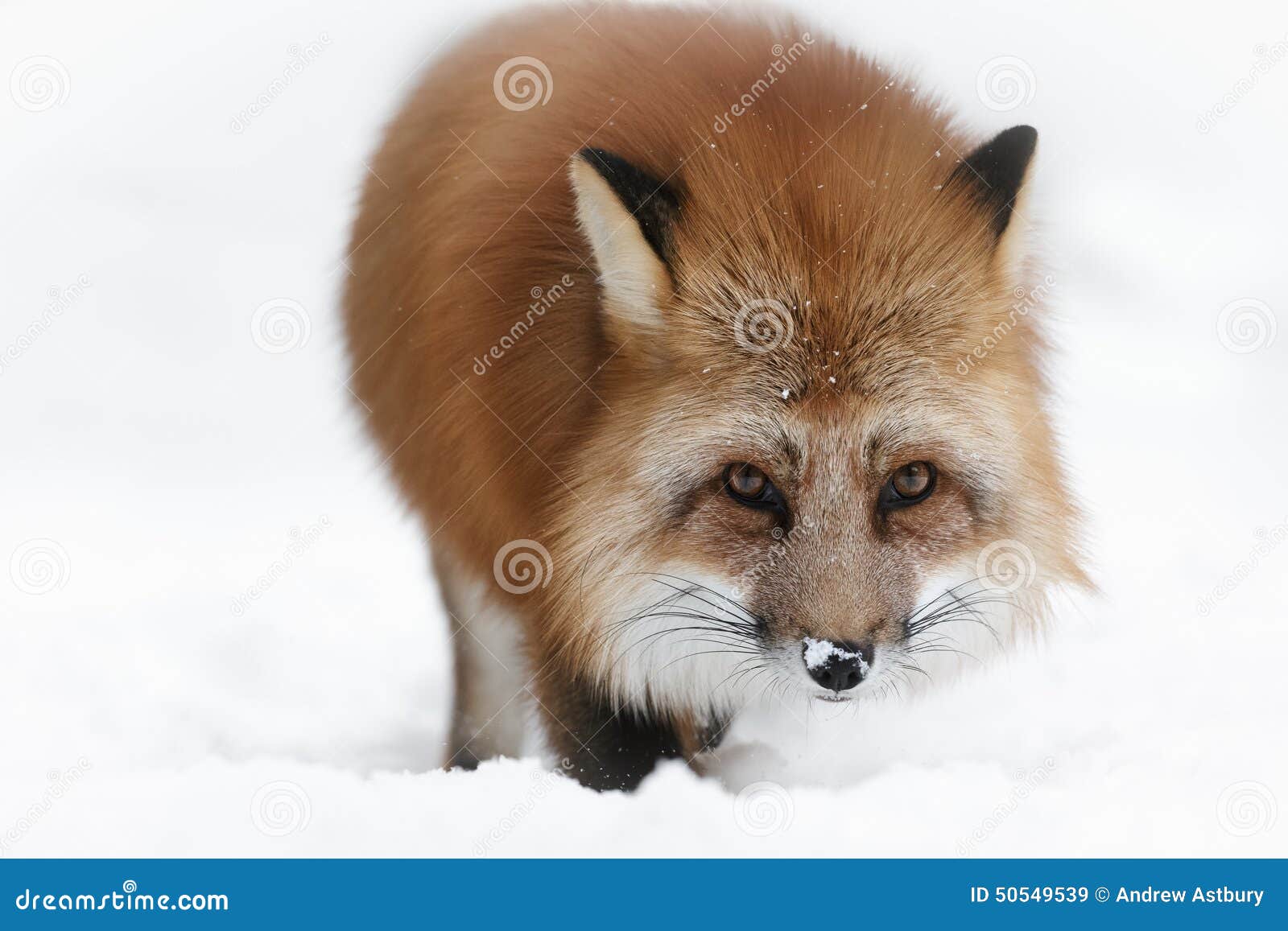 Red Fox stock image. Image of predator, scandinavia, animal - 50549539