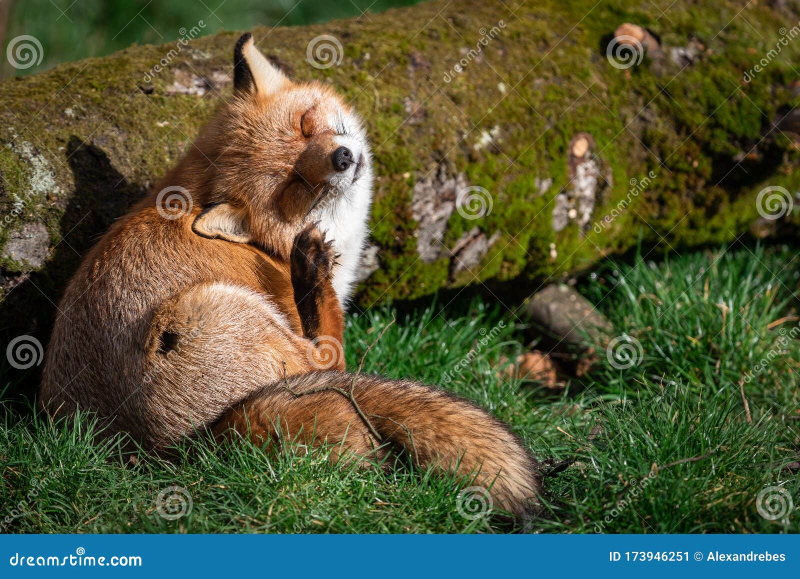 Red Fox Scratching in the Forest Stock Image - Image of foxy, hunter ...