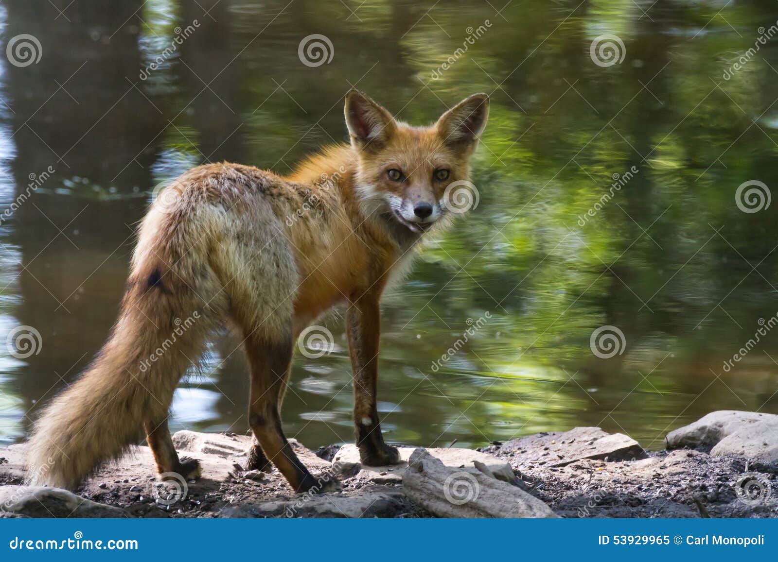 Red Fox on Shore Staring Back Stock Image - Image of pond, serene: 53929965