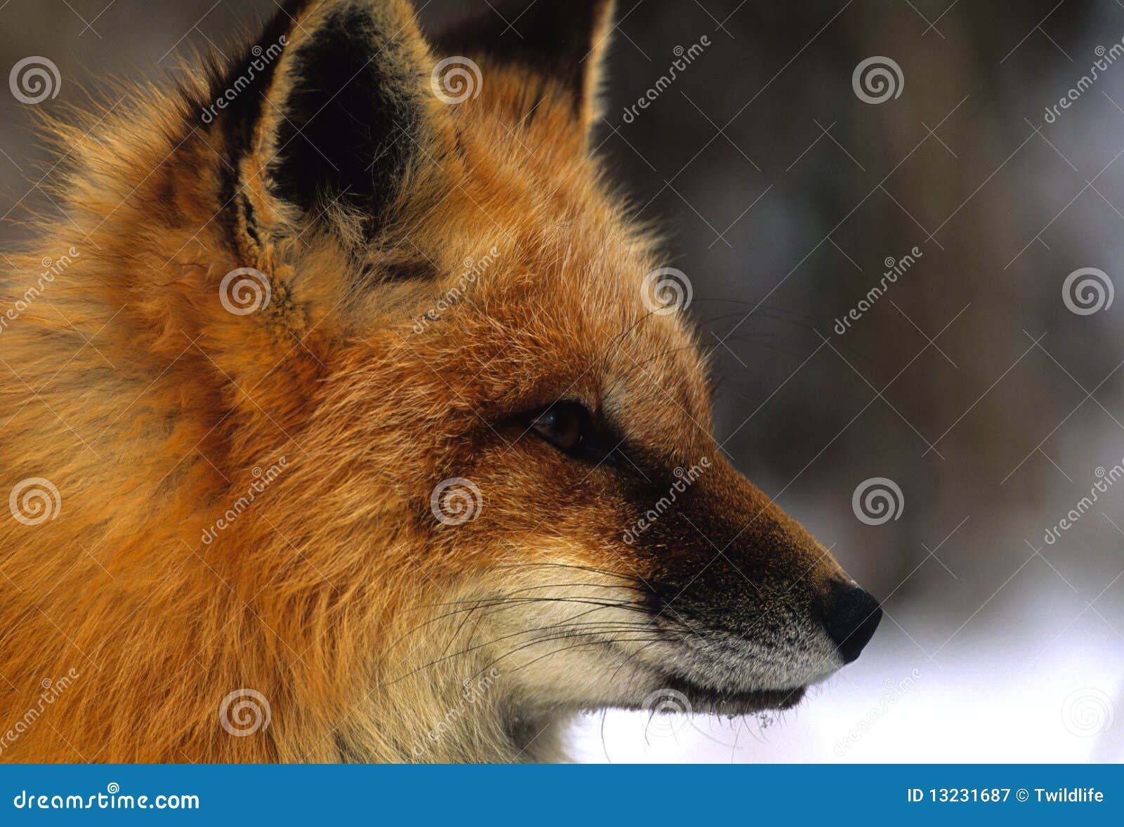 Red Fox Side Portrait stock image. Image of portrait - 13231687