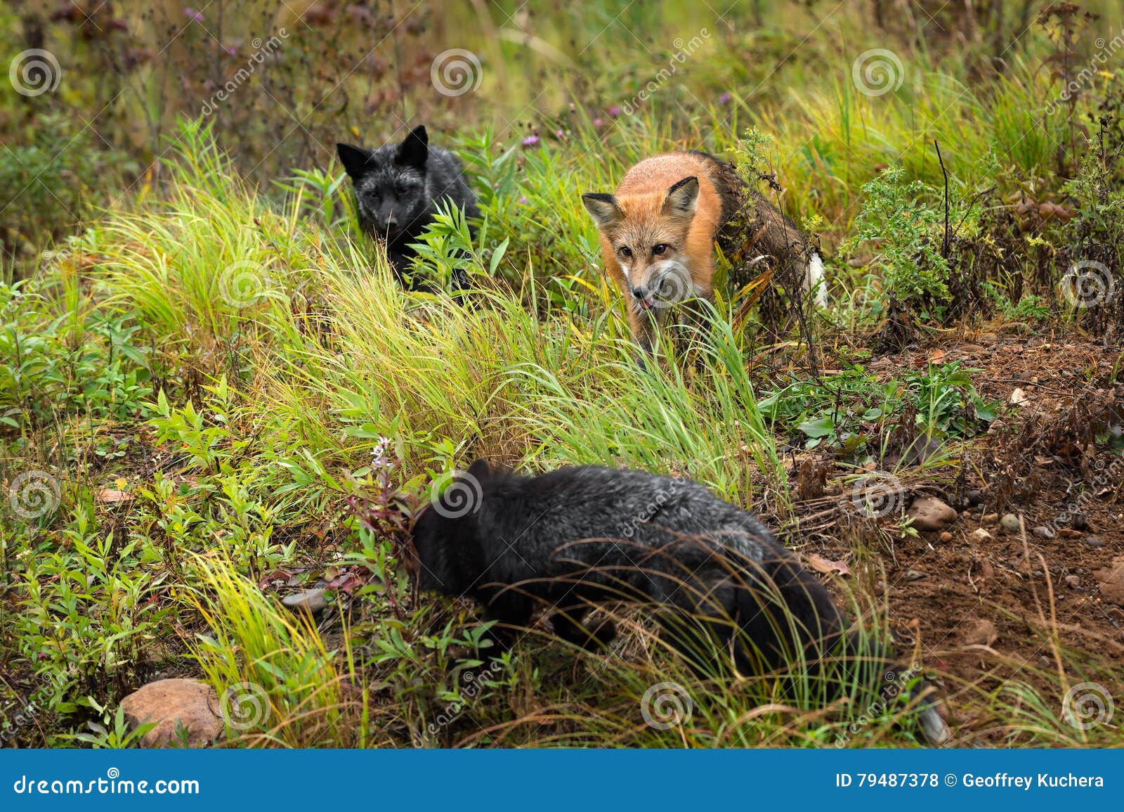Red Fox and Silver Fox (Vulpes Vulpes) Closely Watch Third Fox Stock ...