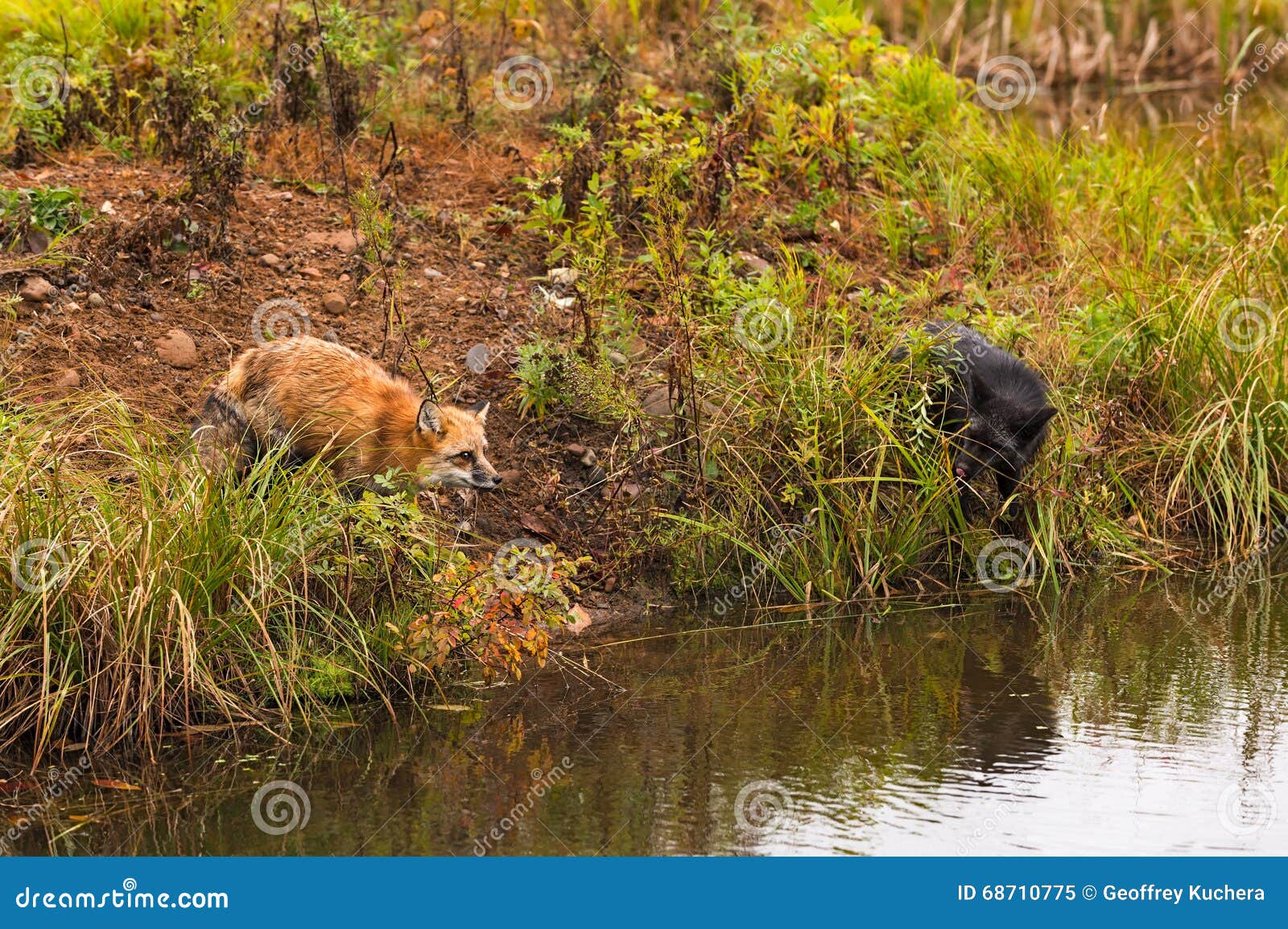 Red Fox and Silver Fox (Vulpes Vulpes) on Shoreline Stock Image - Image ...