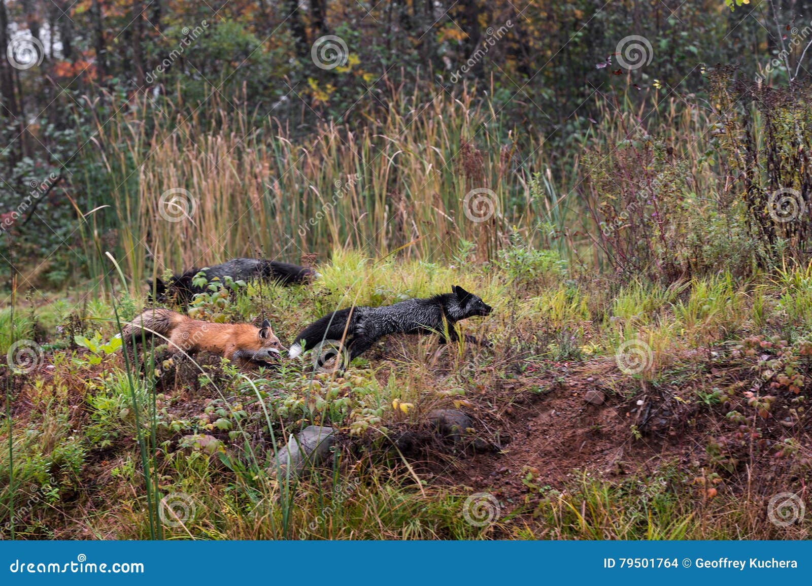Red Fox And Silver Fox (Vulpes Vulpes) On Shoreline Royalty-Free Stock ...