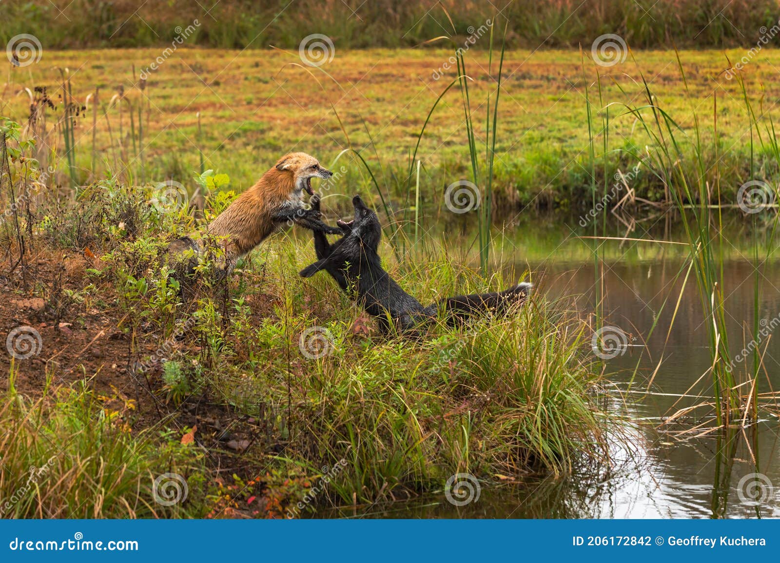 Red Fox and Silver Fox Vulpes Vulpes Boxing on Island Autumn Stock ...