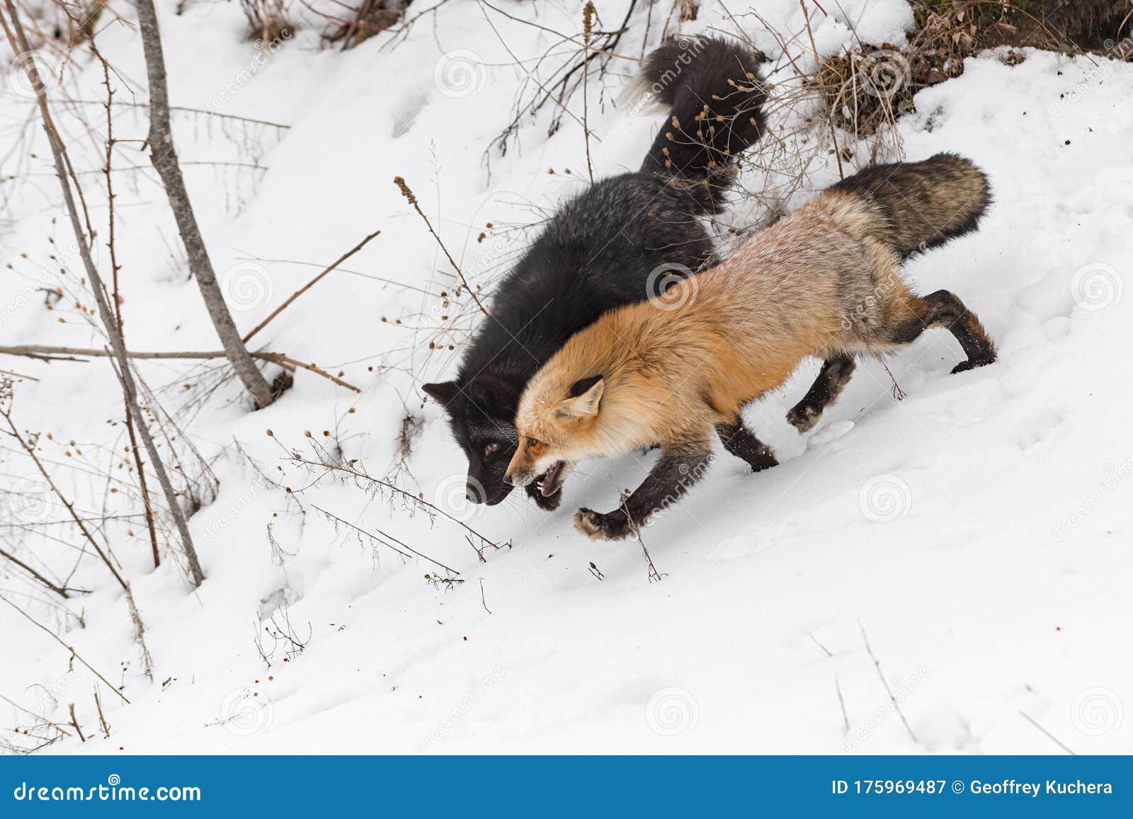 Red Fox And Silver Fox (Vulpes Vulpes) On Shoreline Royalty-Free Stock ...