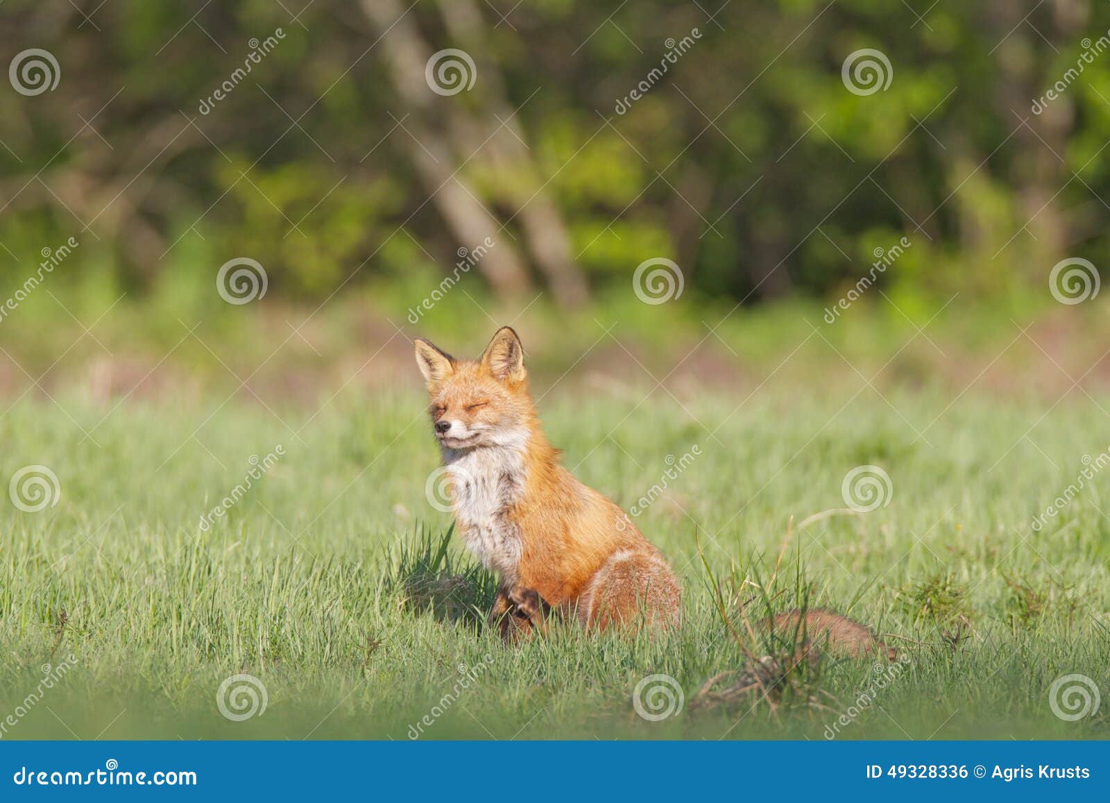 Red fox stock photo. Image of vulpes, clearing, predator - 49328336
