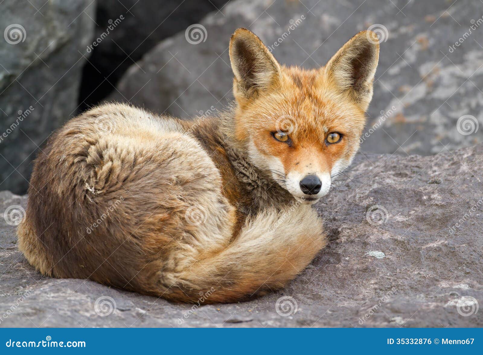 Red fox stock photo. Image of mammal, green, outdoors - 35332876