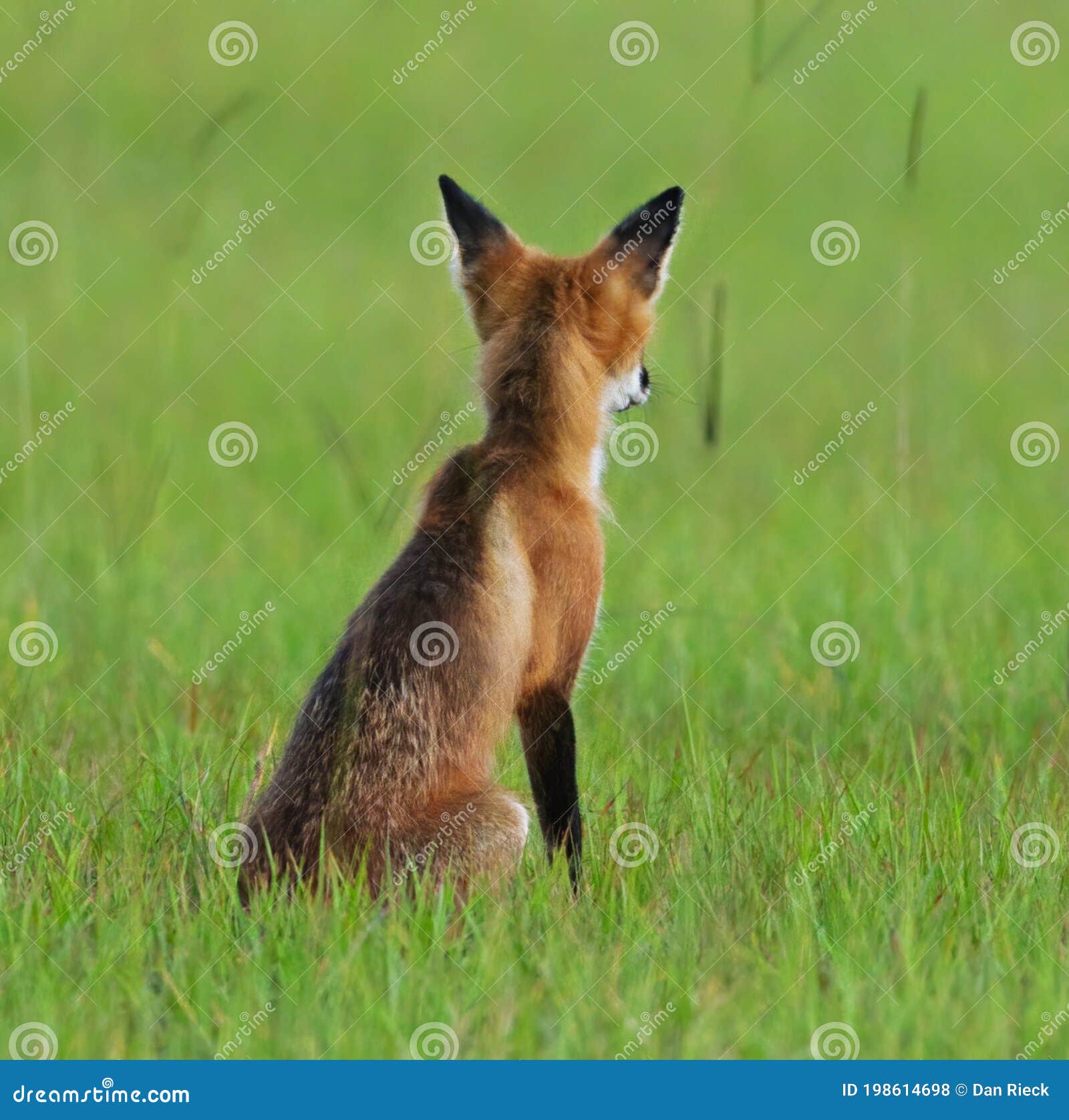 Red fox sitting stock photo. Image of wildlife, plain - 198614698