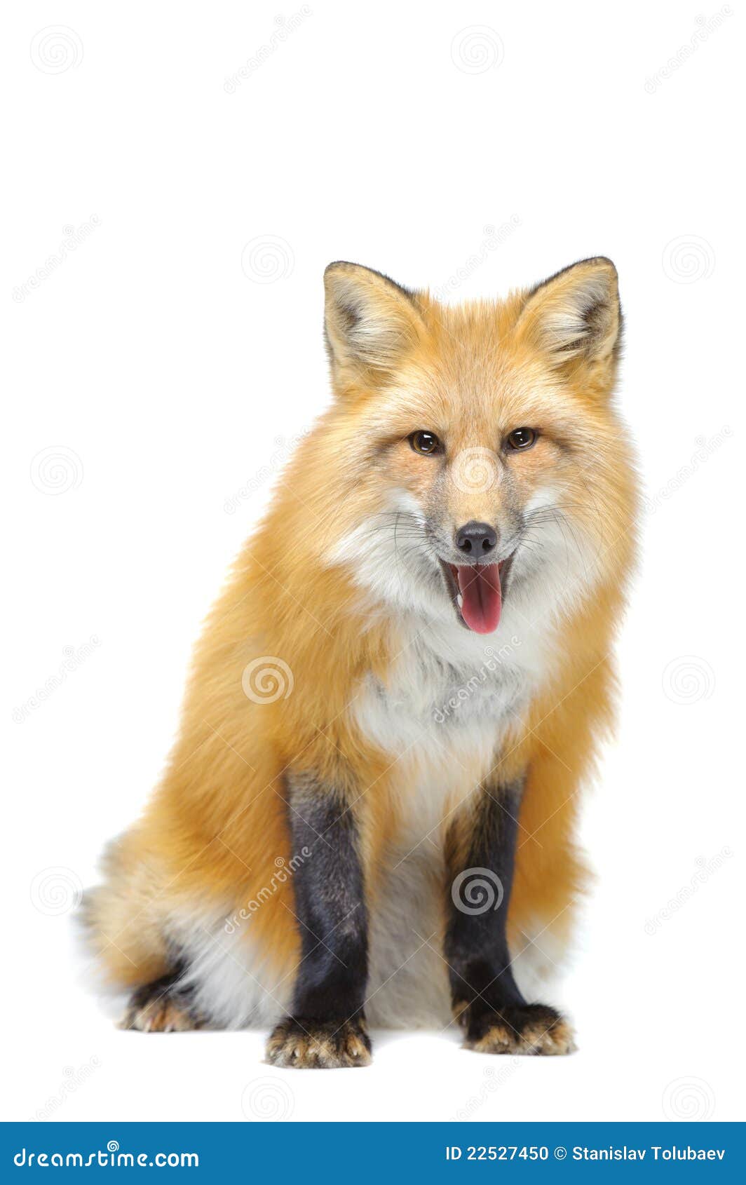 Red fox sitting stock photo. Image of mammal, wild, shot - 22527450