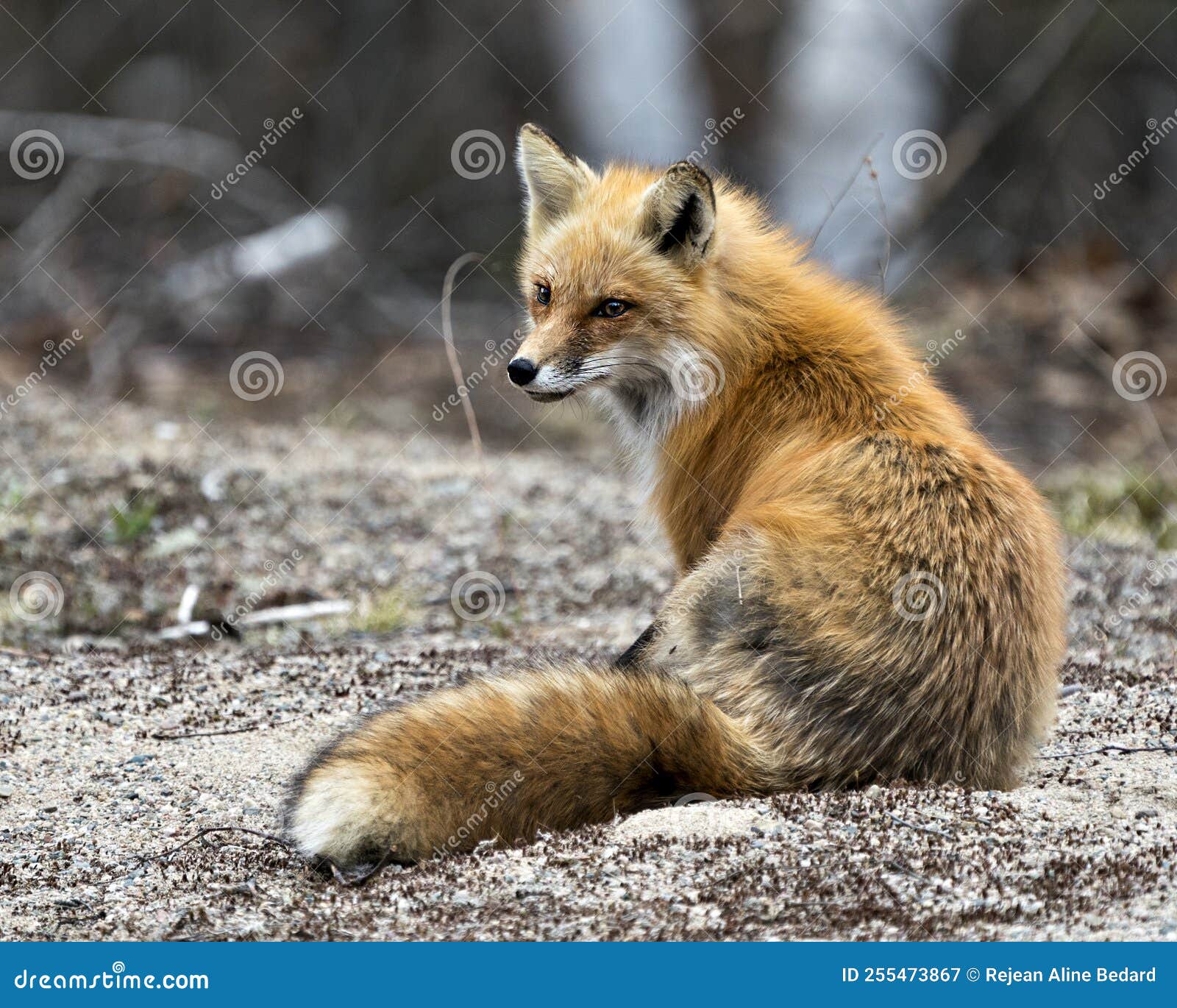 Red Fox Photo Stock Fox Image Sitting With Back View Displaying Fox Tail Fur In Its